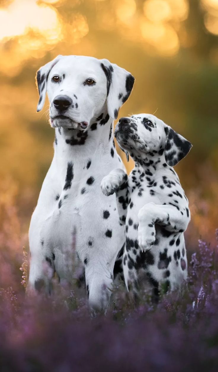 Dalmatian Dog Wallpapers - Wallpaper Cave