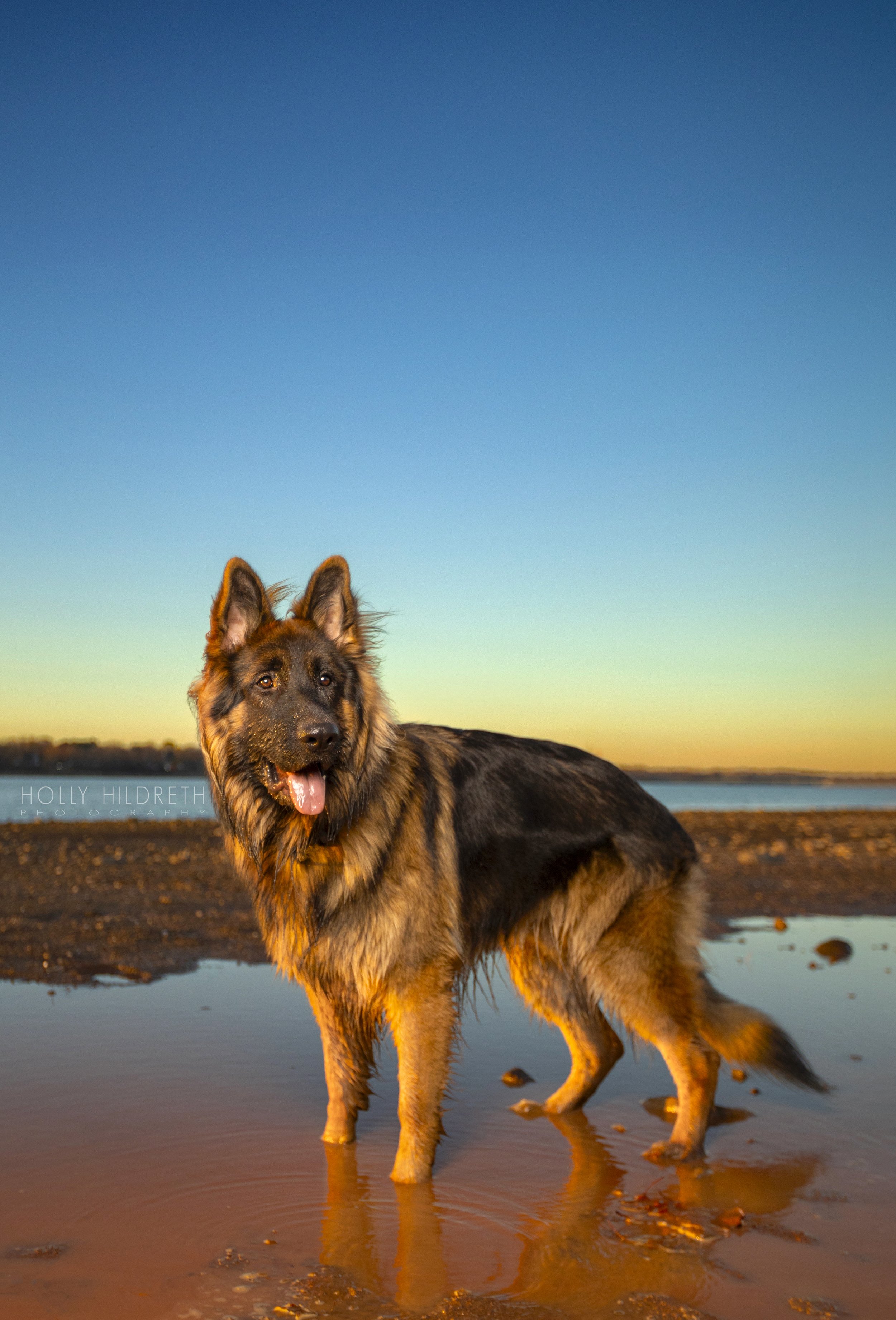 Mean German Shepherd Wallpapers - Wallpaper Cave