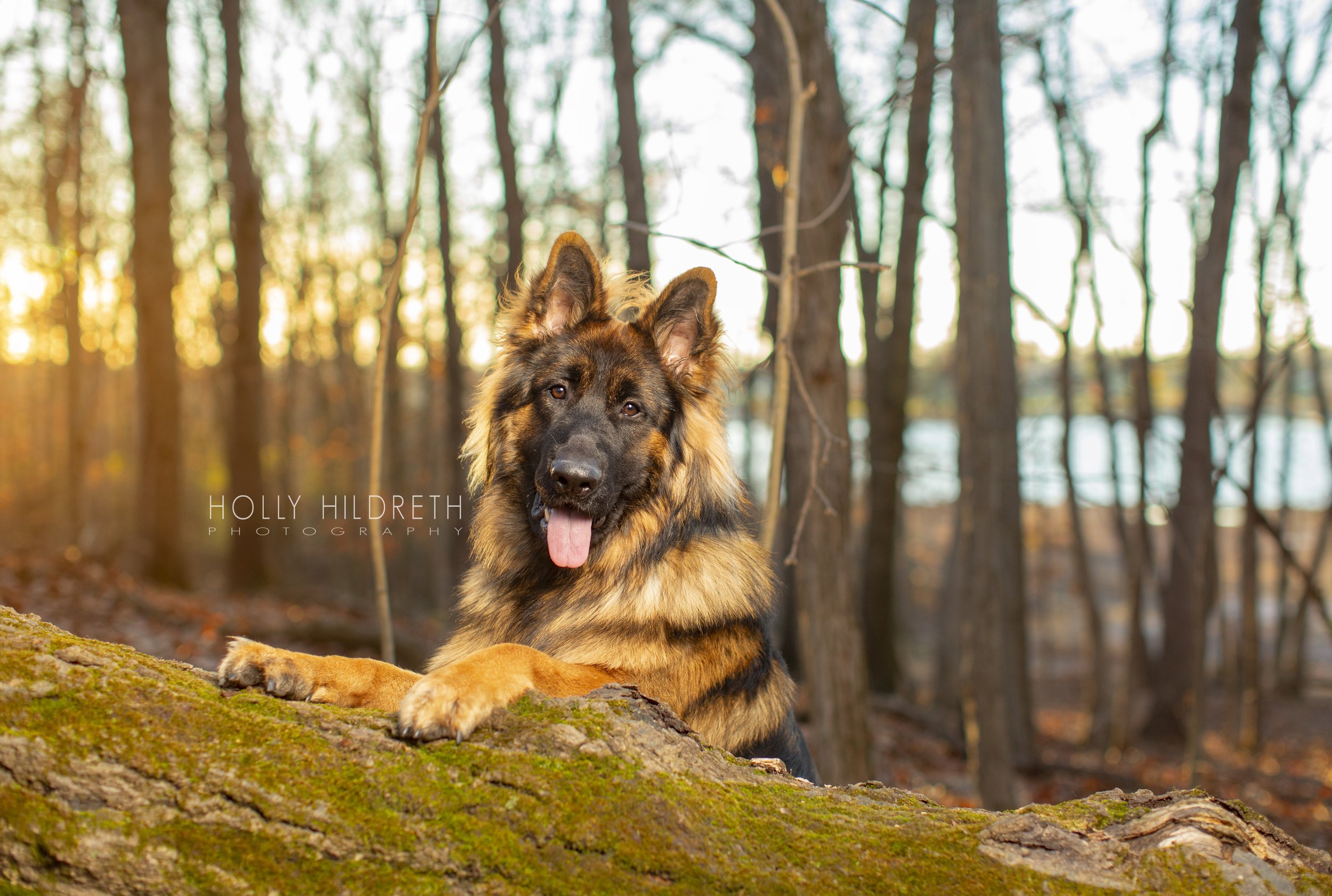 Mean German Shepherd Wallpapers - Wallpaper Cave