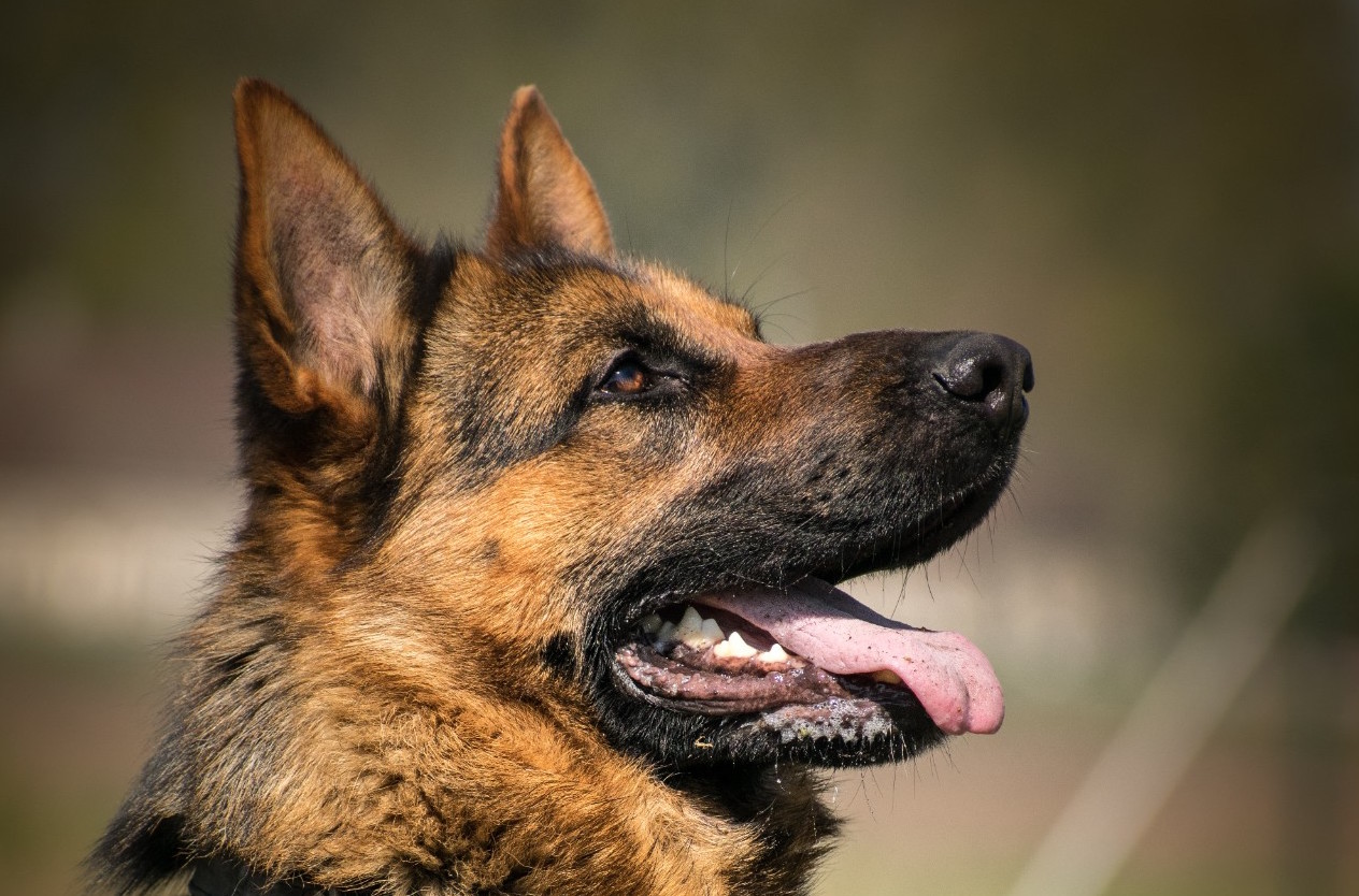 Mean German Shepherd Wallpapers - Wallpaper Cave