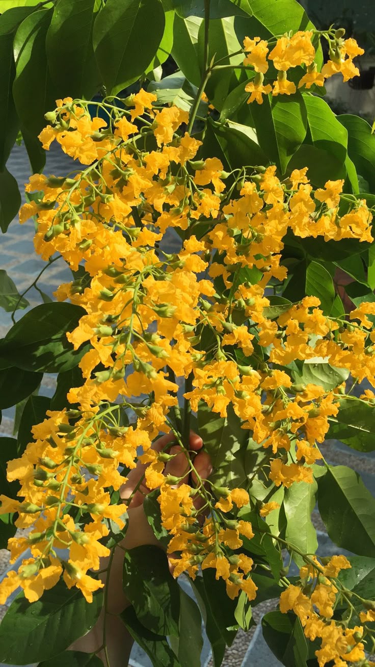 Padauk Flower Wallpapers - Wallpaper Cave