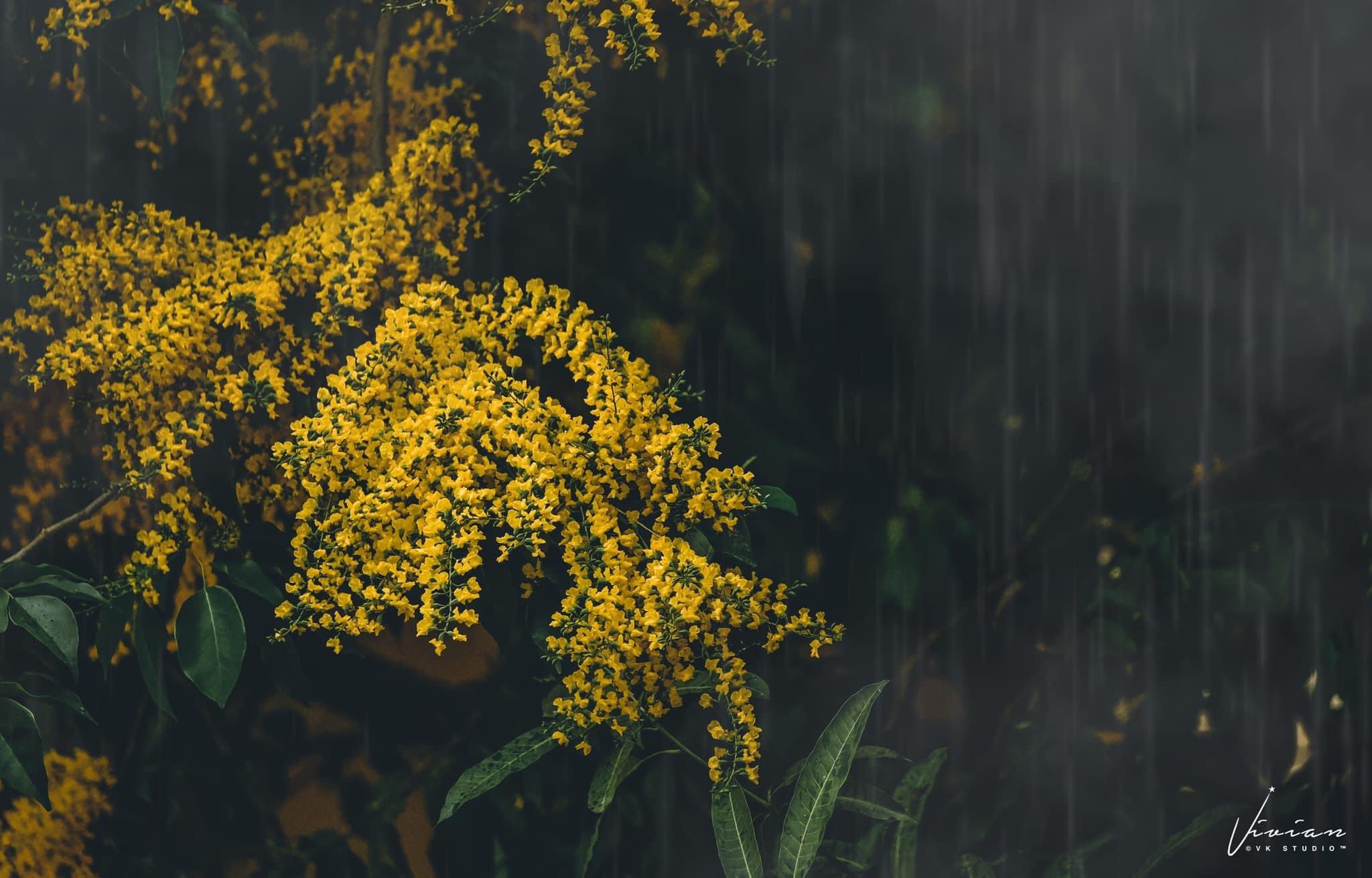 Padauk Flower Wallpapers - Wallpaper Cave