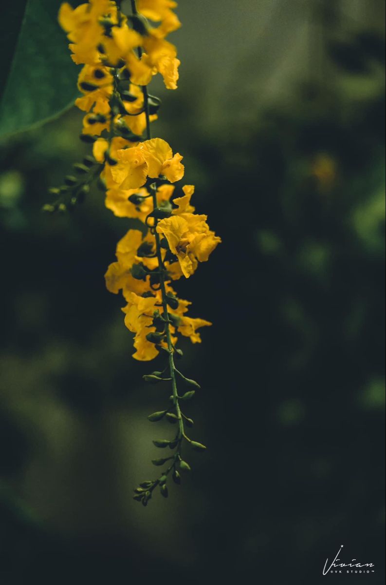 Padauk Flower Wallpapers - Wallpaper Cave