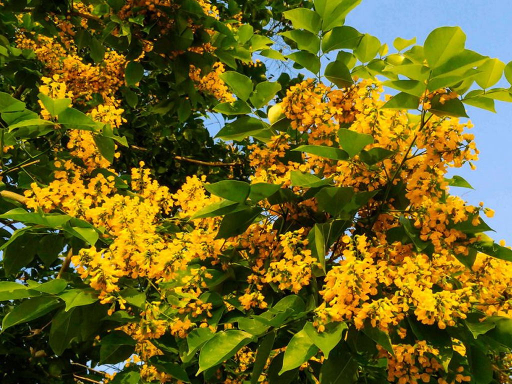 Padauk Flower Wallpapers - Wallpaper Cave