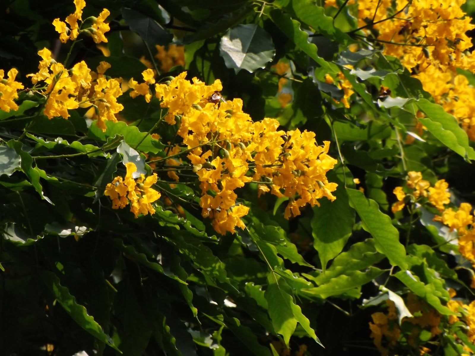 Padauk Flower Wallpapers - Wallpaper Cave