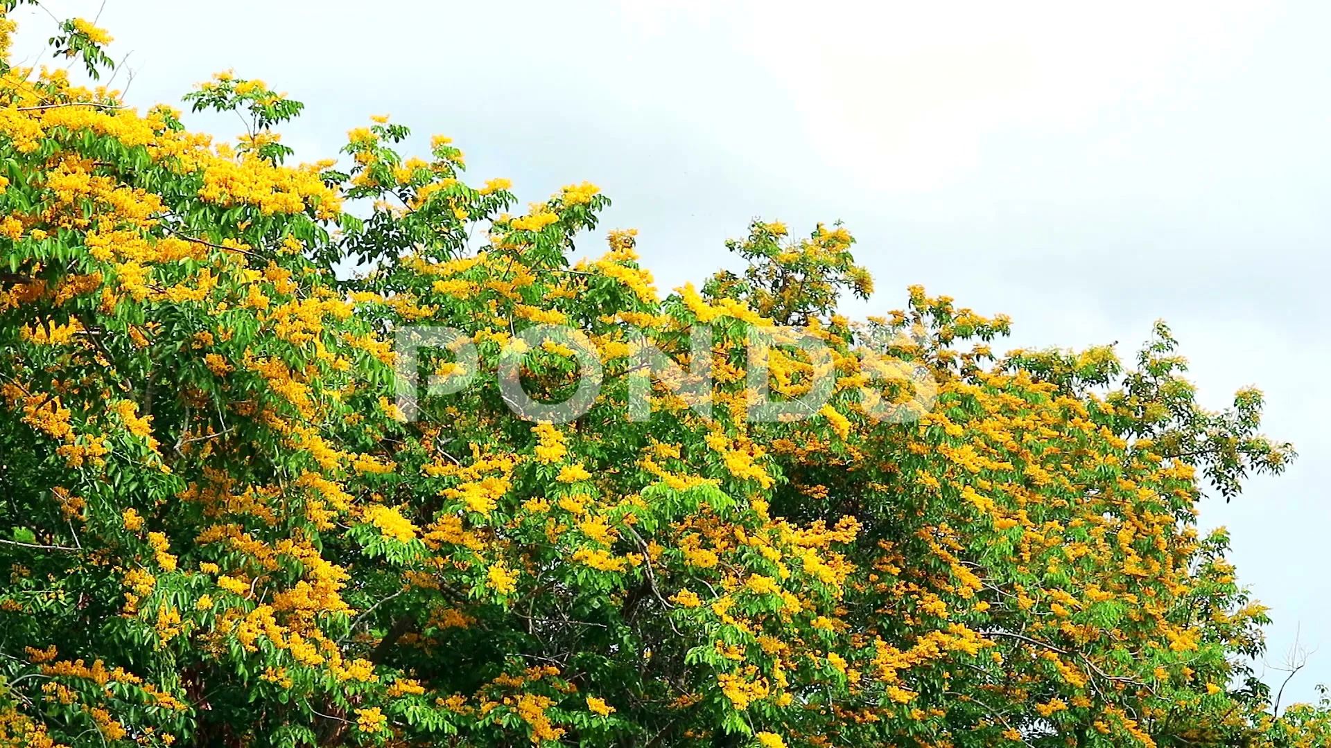 Padauk Flower Wallpapers - Wallpaper Cave