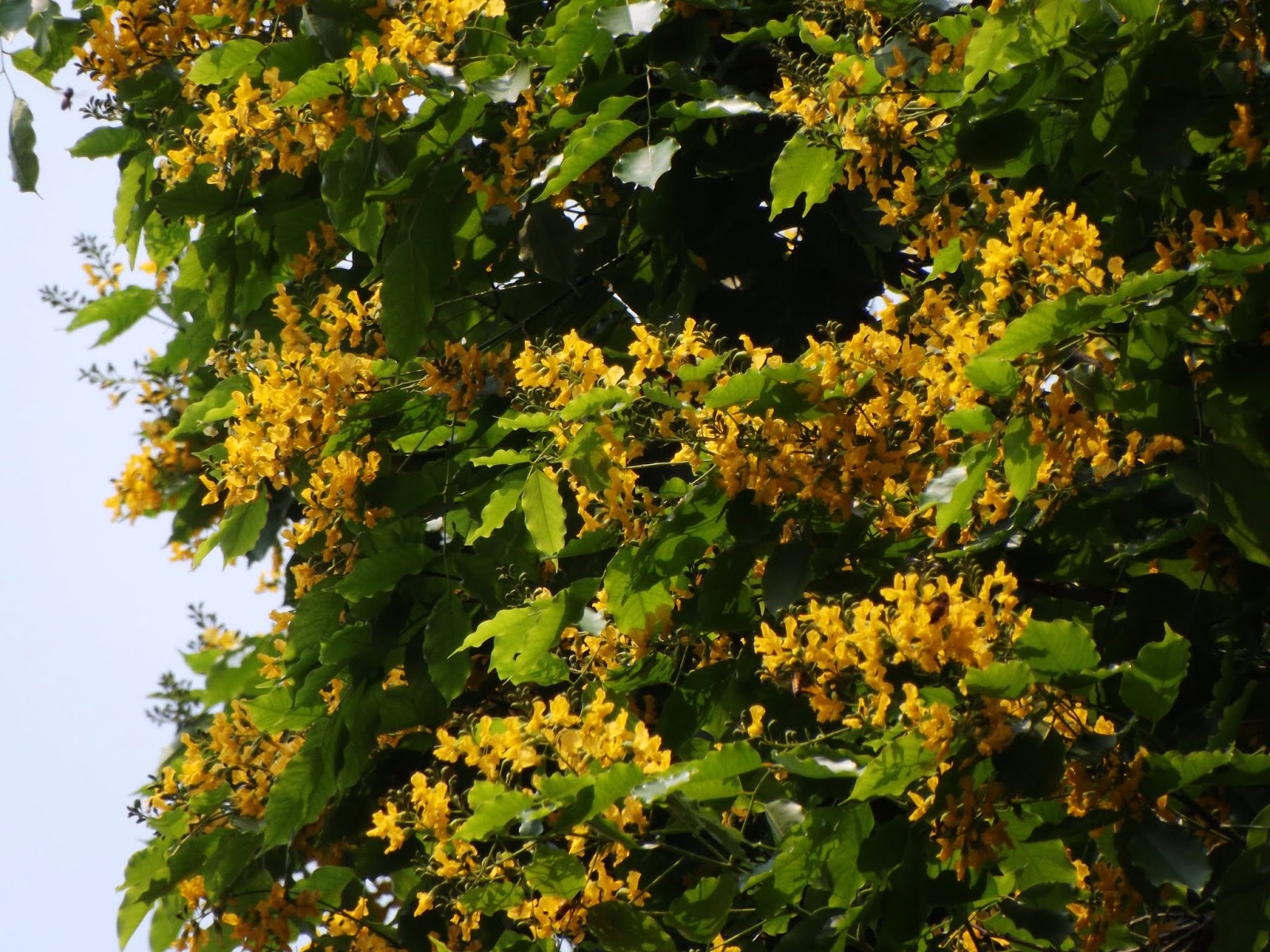 Padauk Flower Wallpapers - Wallpaper Cave