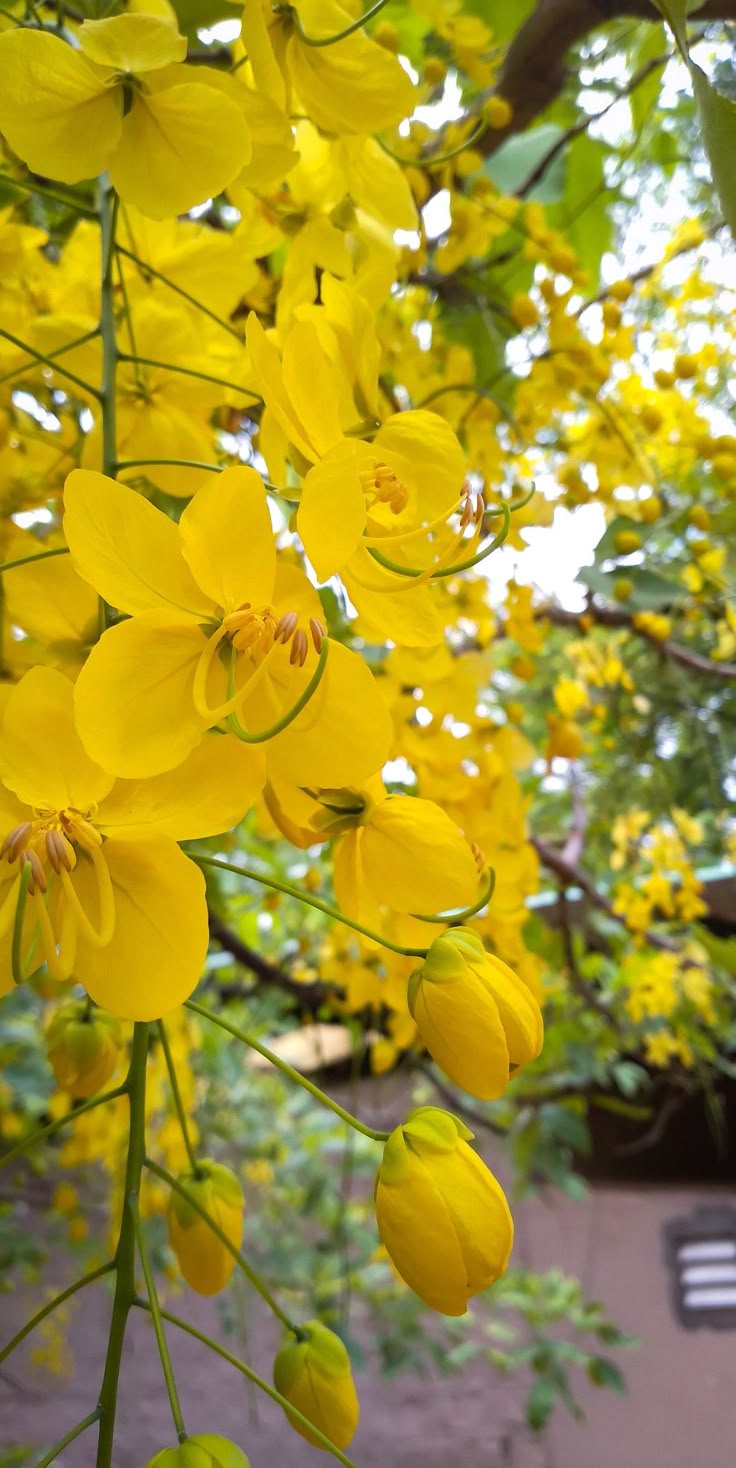 Padauk Flower Wallpapers - Wallpaper Cave