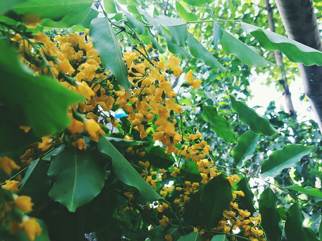 Padauk Flower Wallpapers - Wallpaper Cave