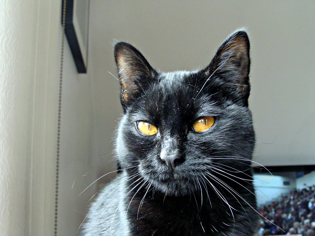 Attitude Cat Wallpapers - Wallpaper Cave