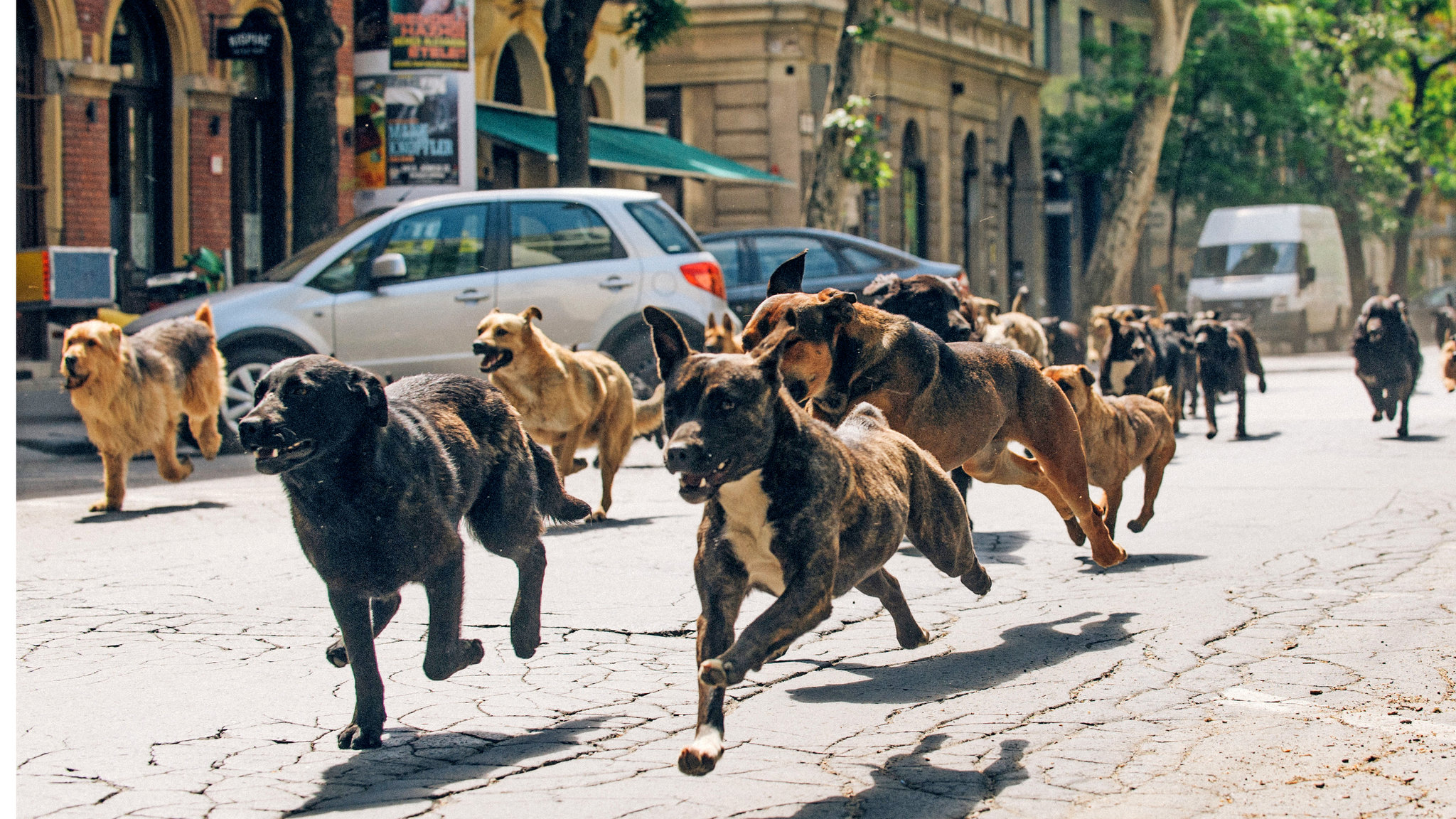 White God Wallpapers - Wallpaper Cave