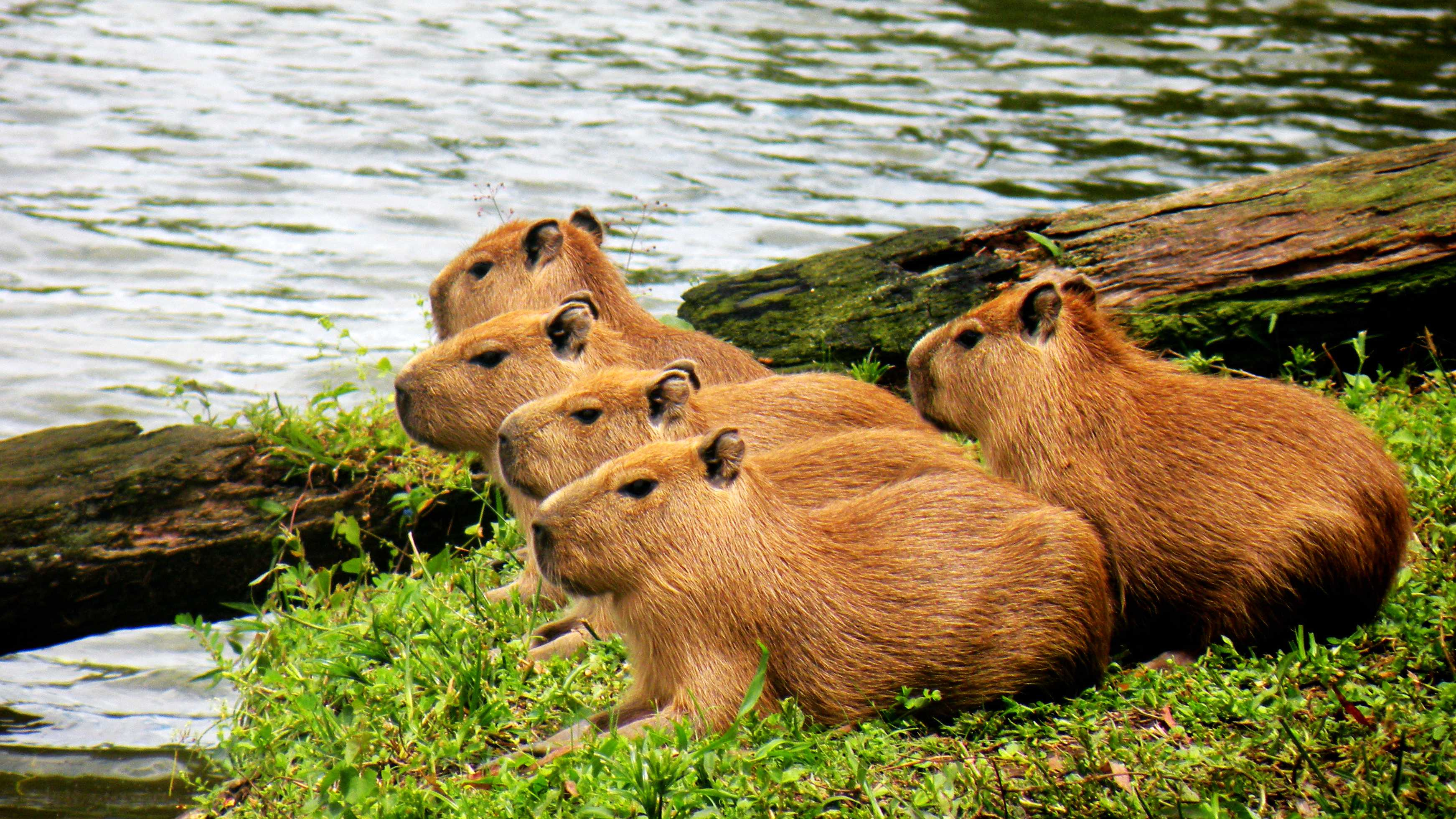 Capybara Computer Wallpapers - Wallpaper Cave