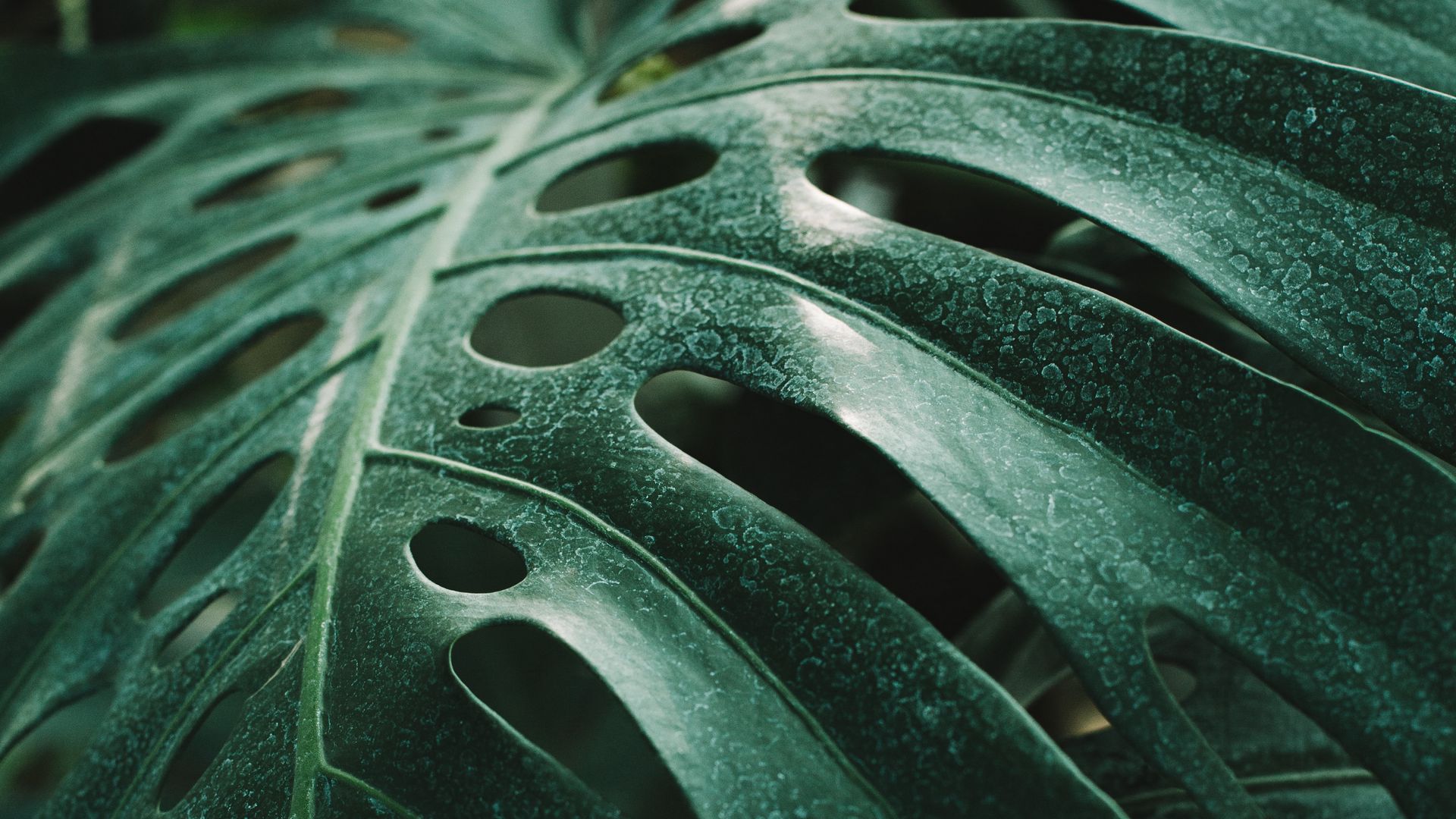 Monstera Desktop Wallpapers - Wallpaper Cave