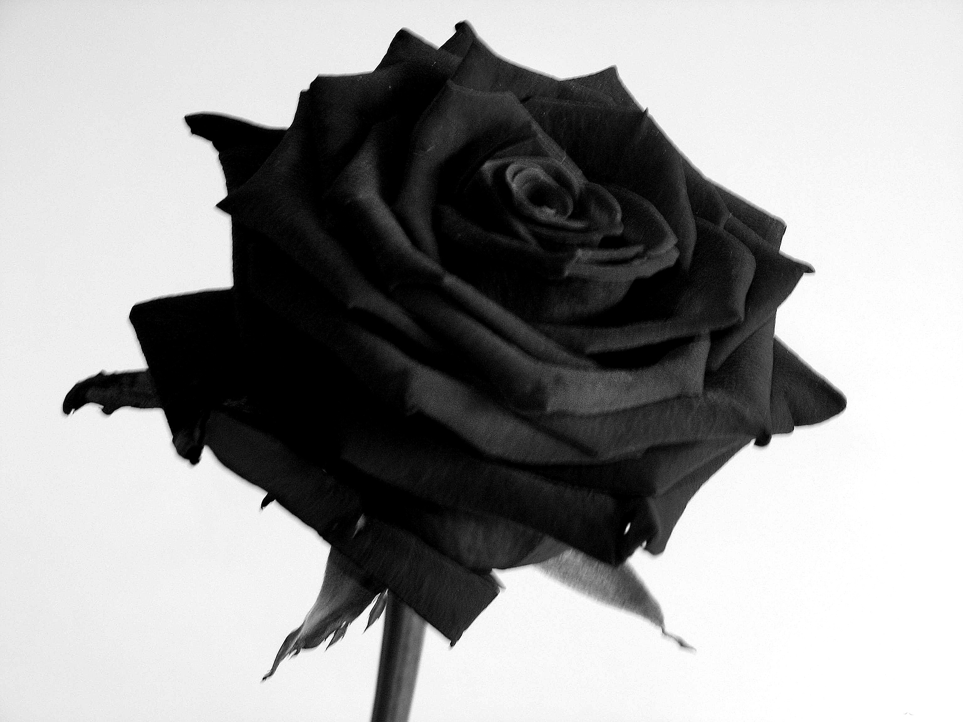Black Rose Desktop Wallpapers - Wallpaper Cave