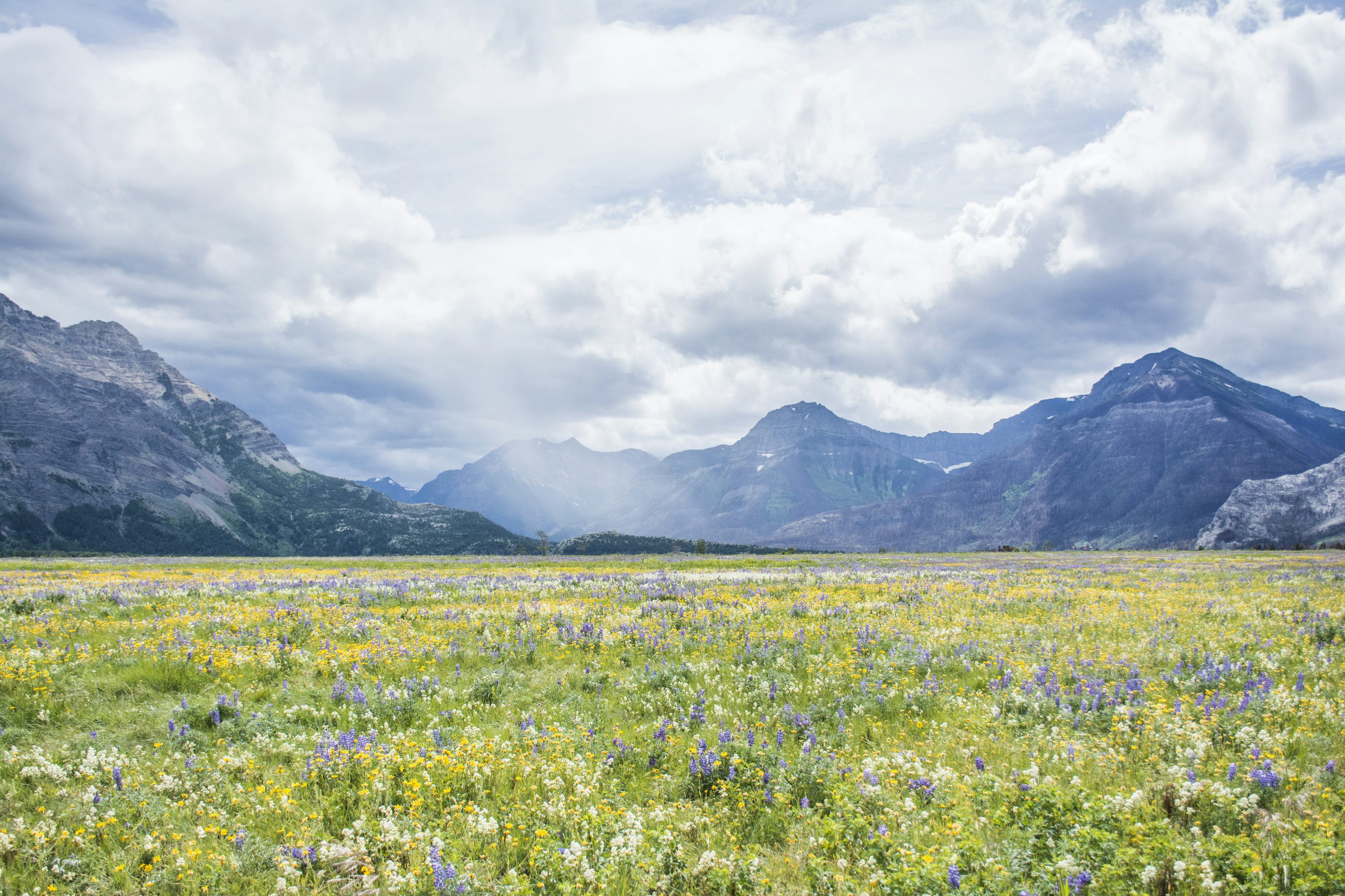Flower Field Desktop Wallpapers - Wallpaper Cave