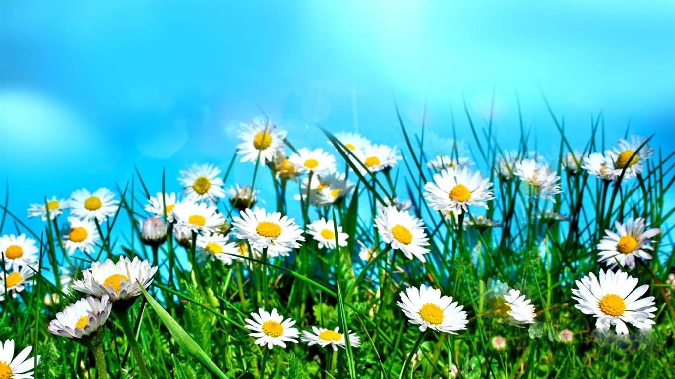 Flower Field Desktop Wallpapers - Wallpaper Cave