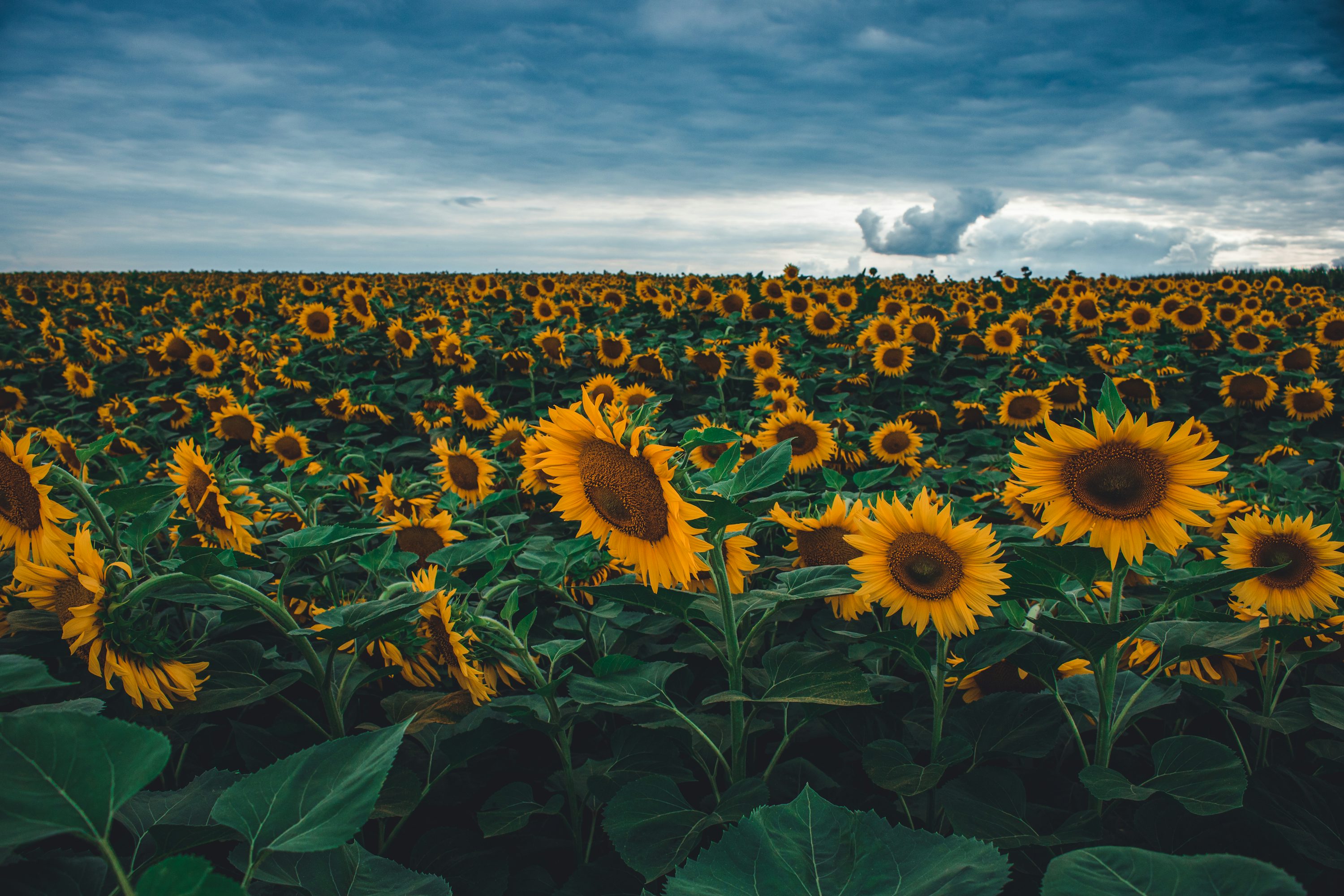 Flower Field Desktop Wallpapers - Wallpaper Cave