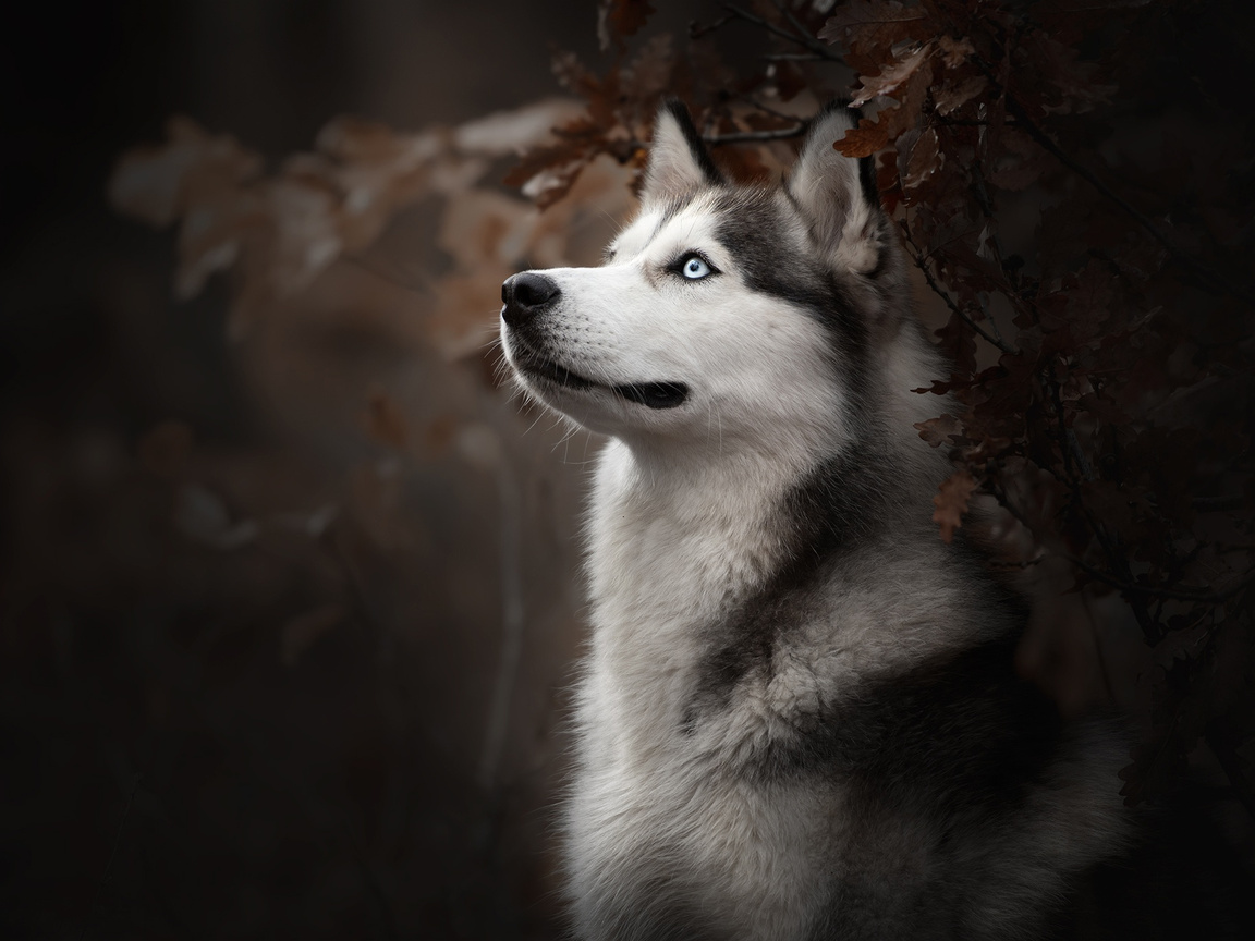 Husky Desktop Wallpapers - Wallpaper Cave