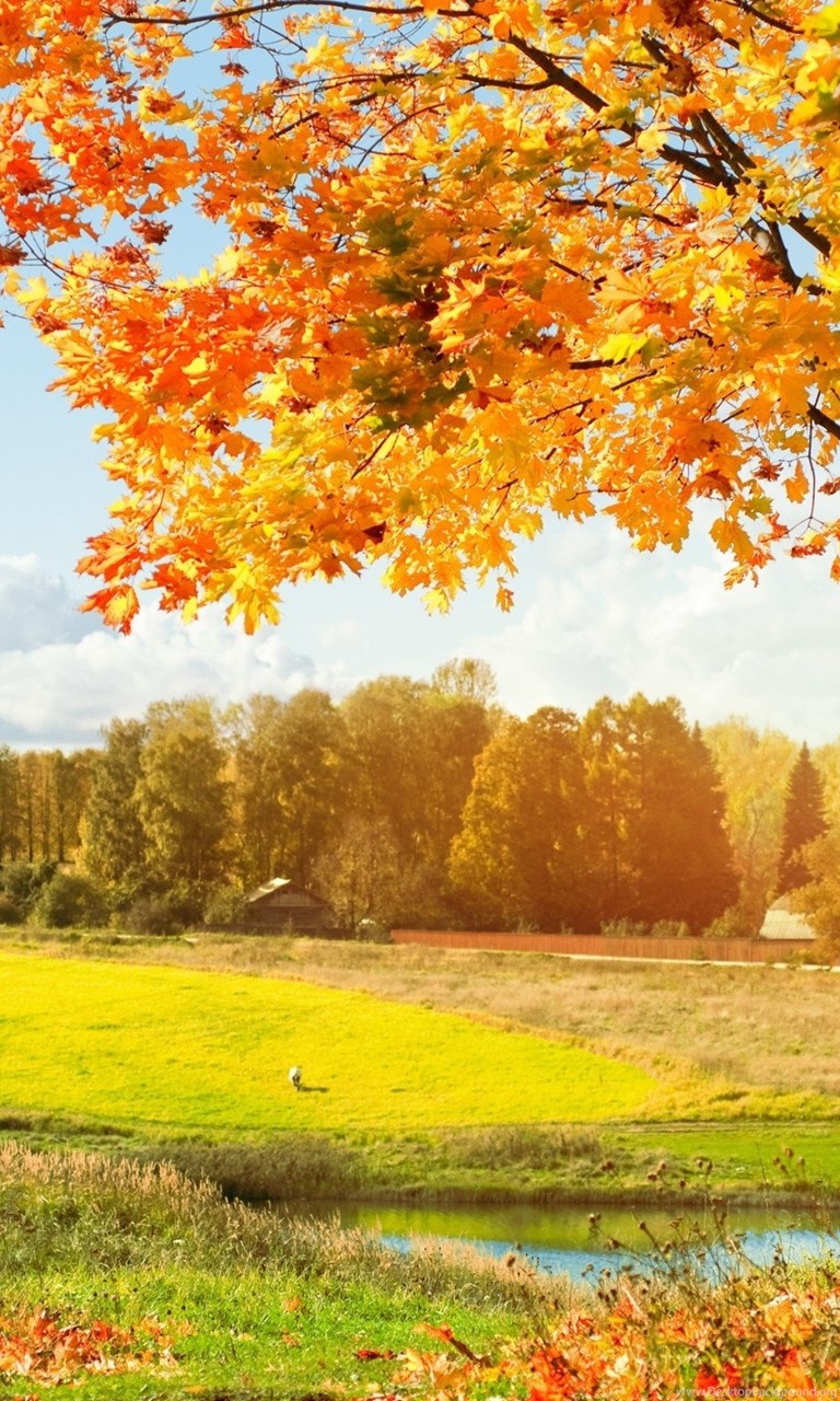 Mobile Tree Wallpapers - Wallpaper Cave