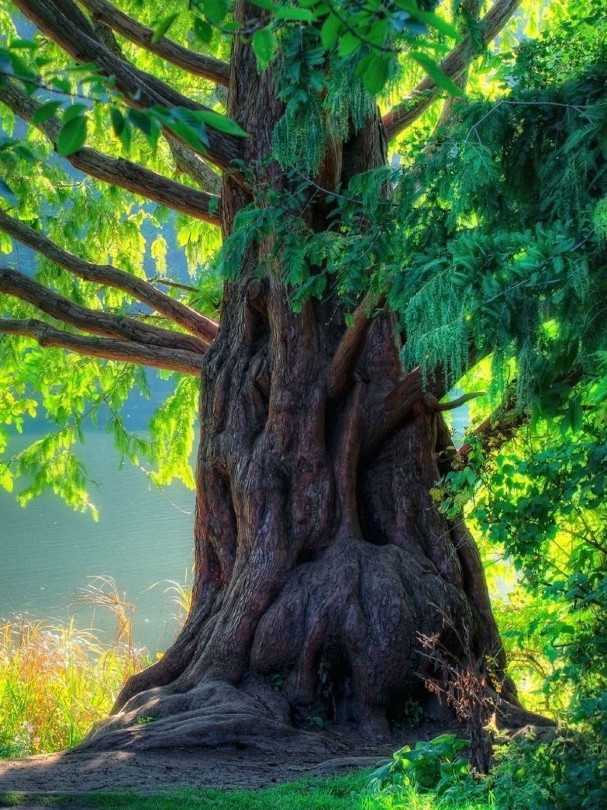 Mobile Tree Wallpapers - Wallpaper Cave