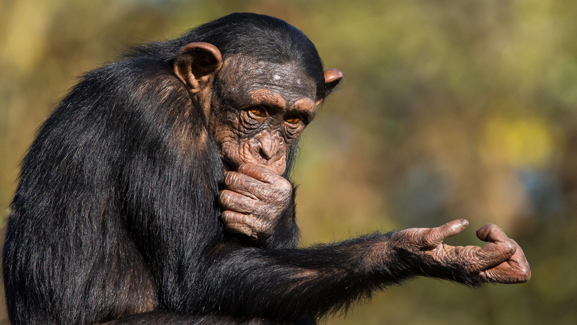 1920x1080 Monkeys Wallpapers - Wallpaper Cave