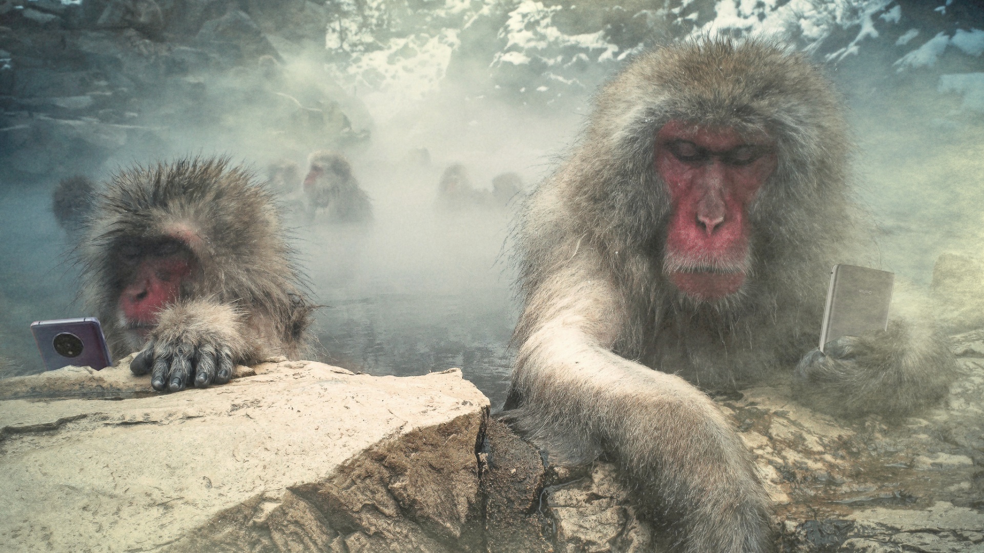 1920x1080 Monkeys Wallpapers - Wallpaper Cave