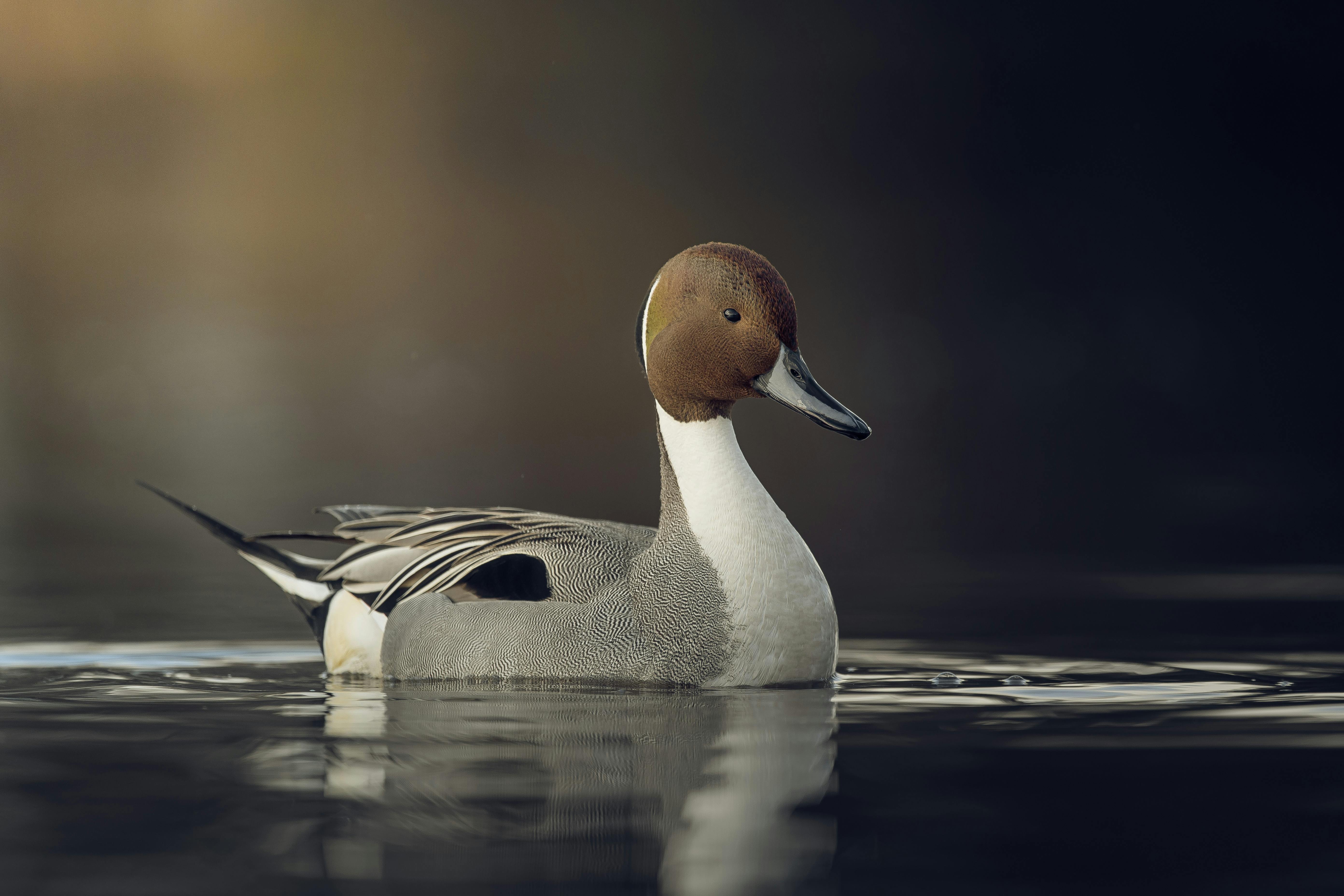 Northern Pintail Wallpapers - Wallpaper Cave