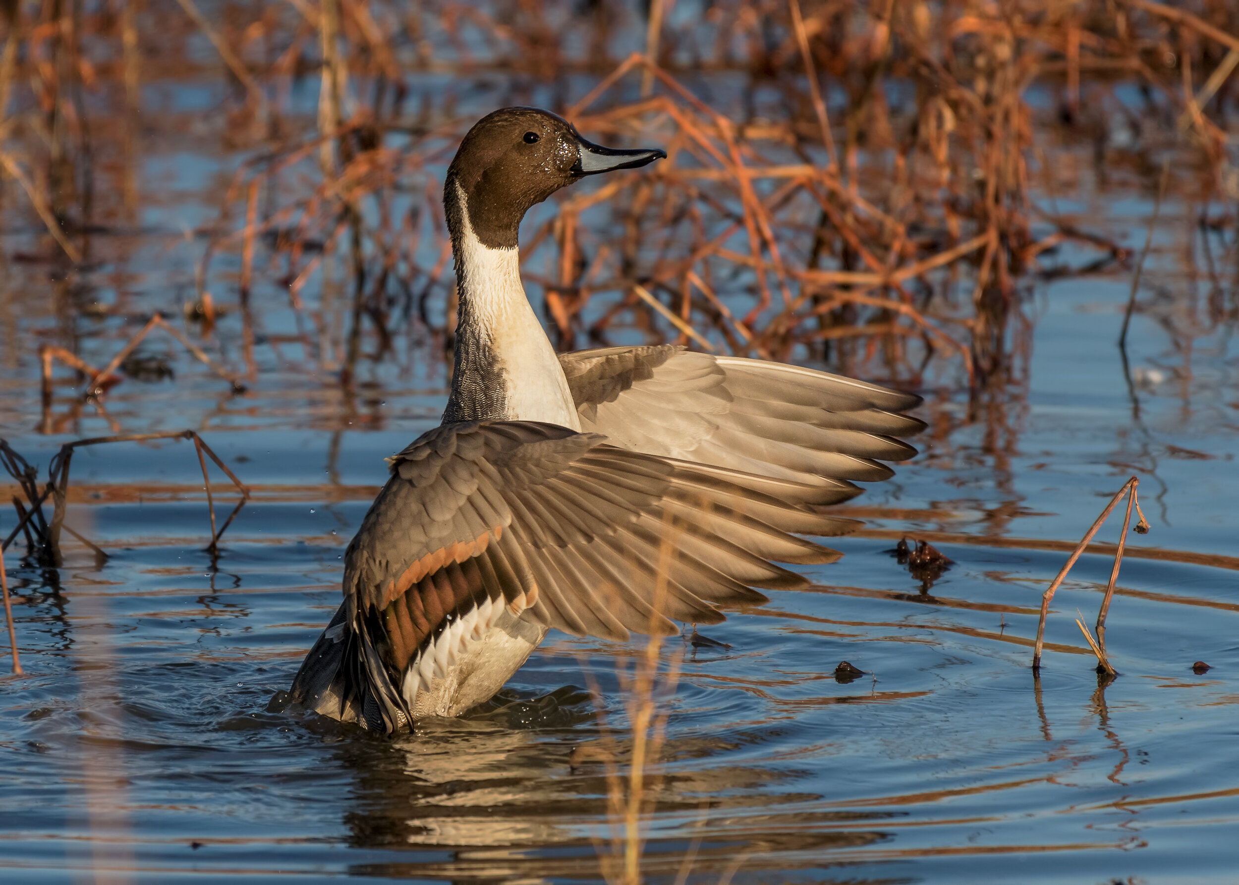 Northern Pintail Wallpapers - Wallpaper Cave