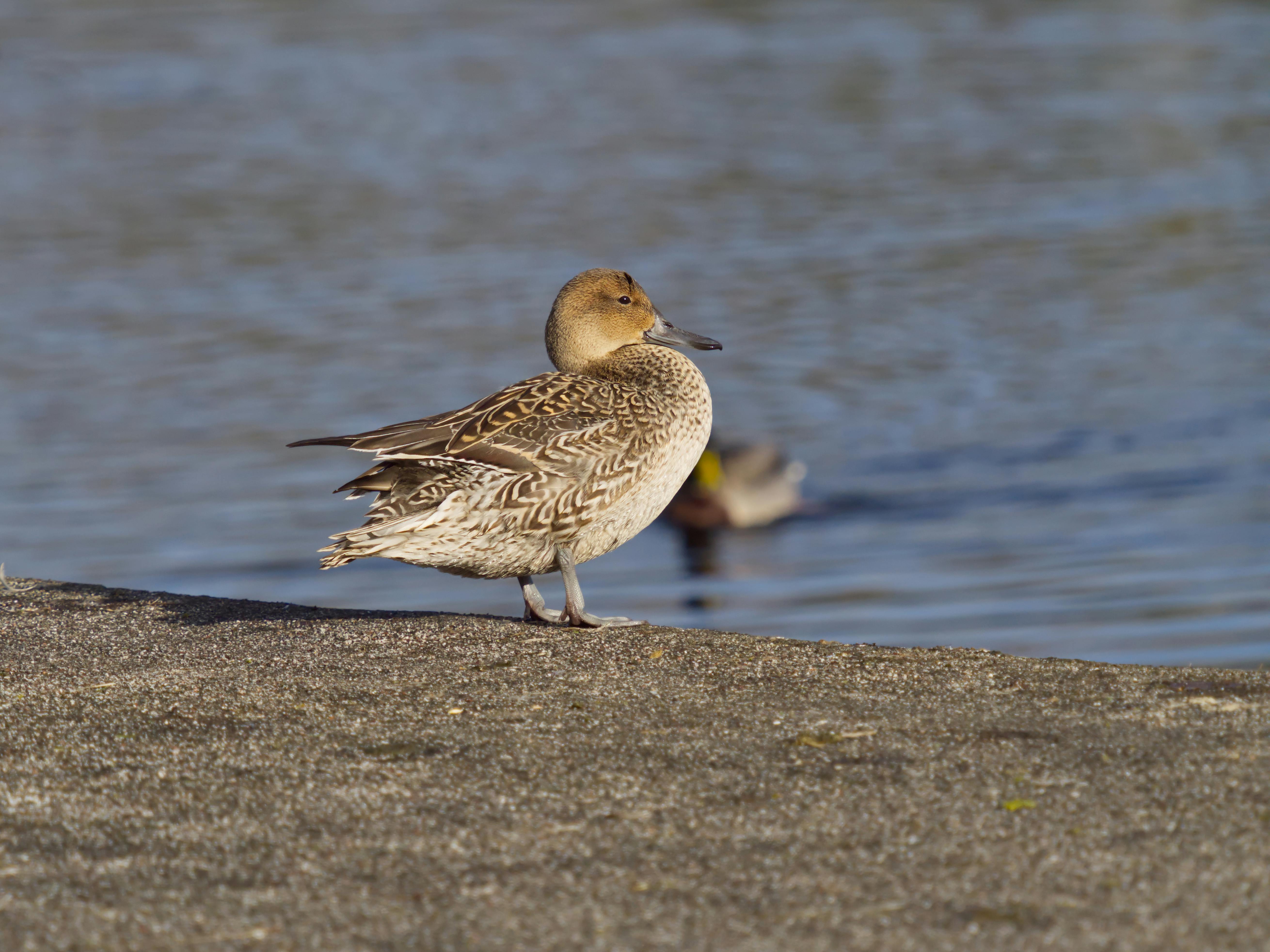 Northern Pintail Wallpapers - Wallpaper Cave