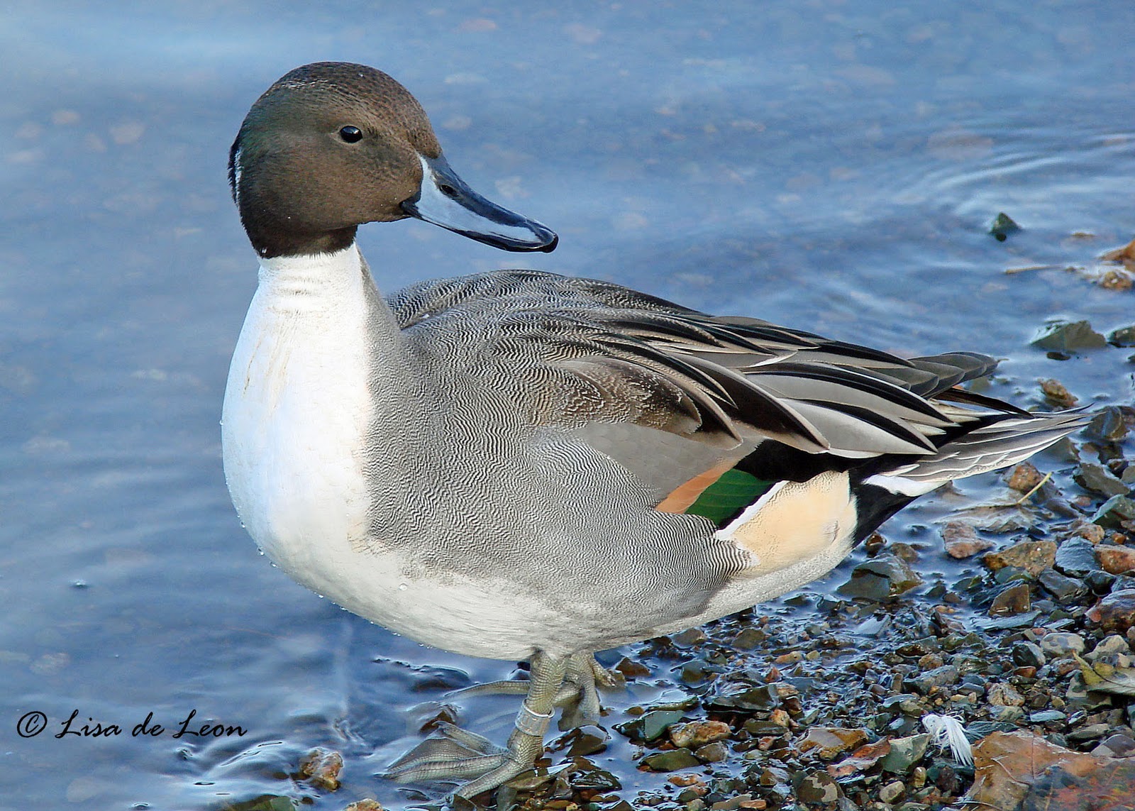 Northern Pintail Wallpapers - Wallpaper Cave
