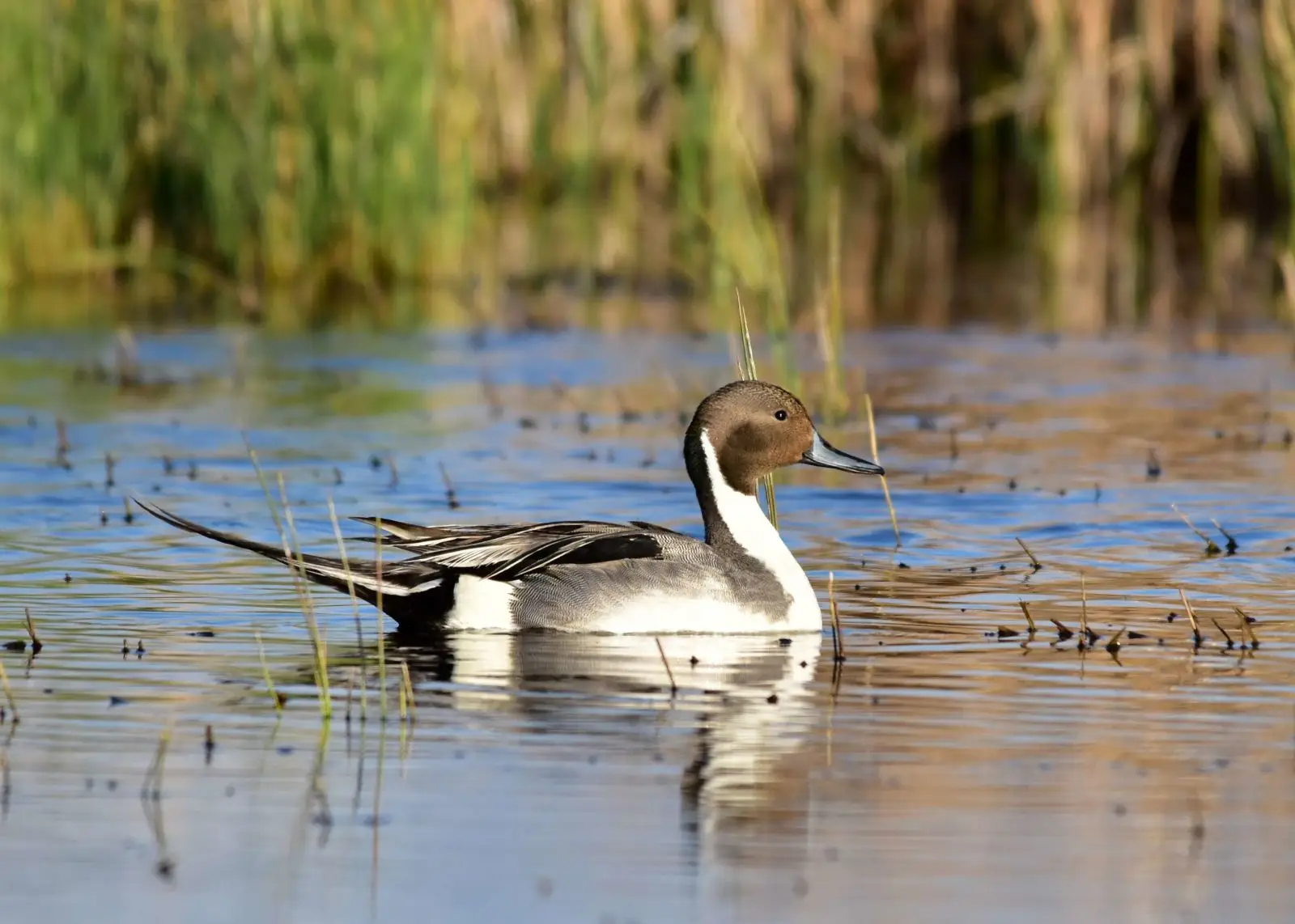 Northern Pintail Wallpapers - Wallpaper Cave