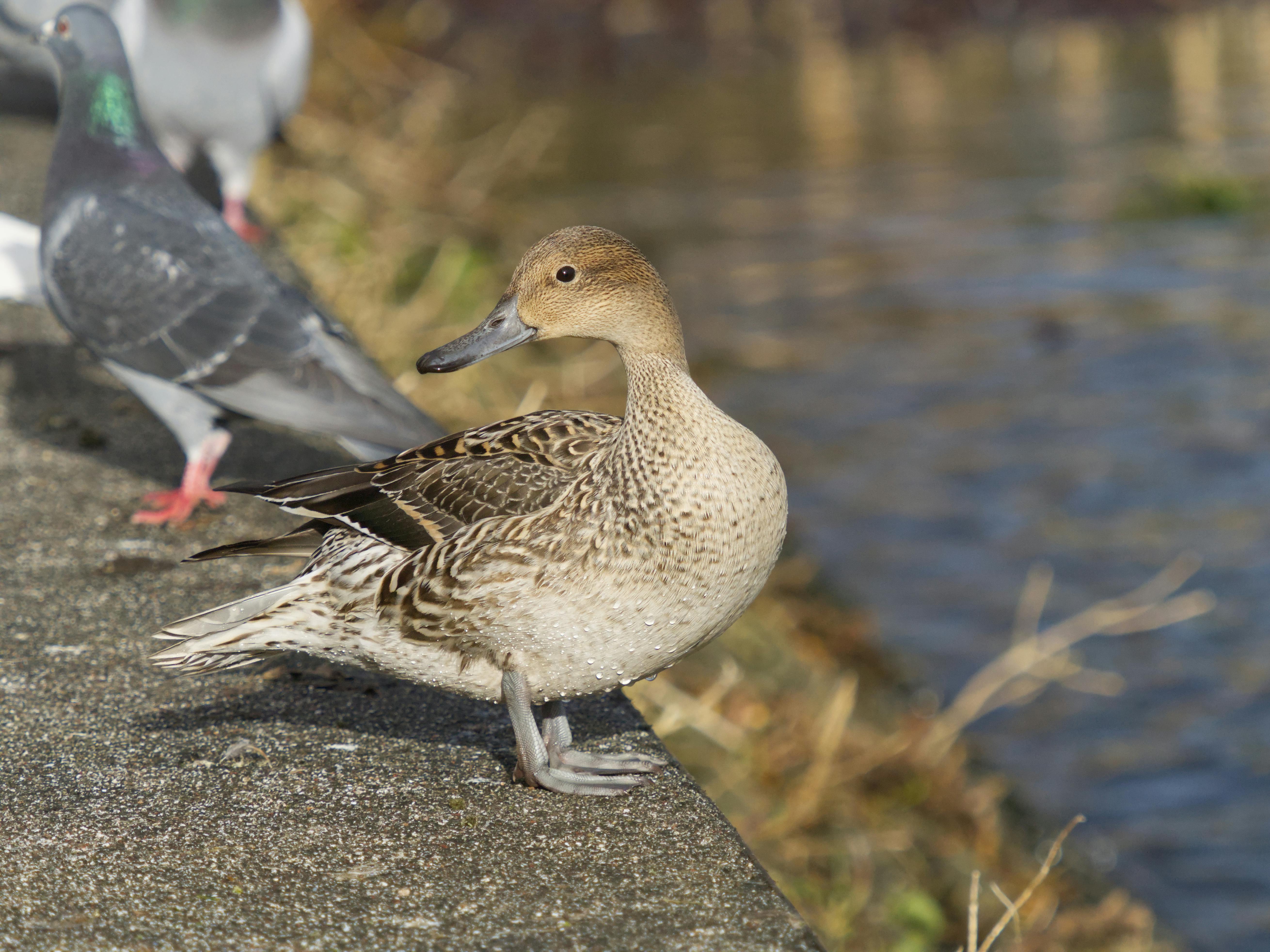 Northern Pintail Wallpapers - Wallpaper Cave