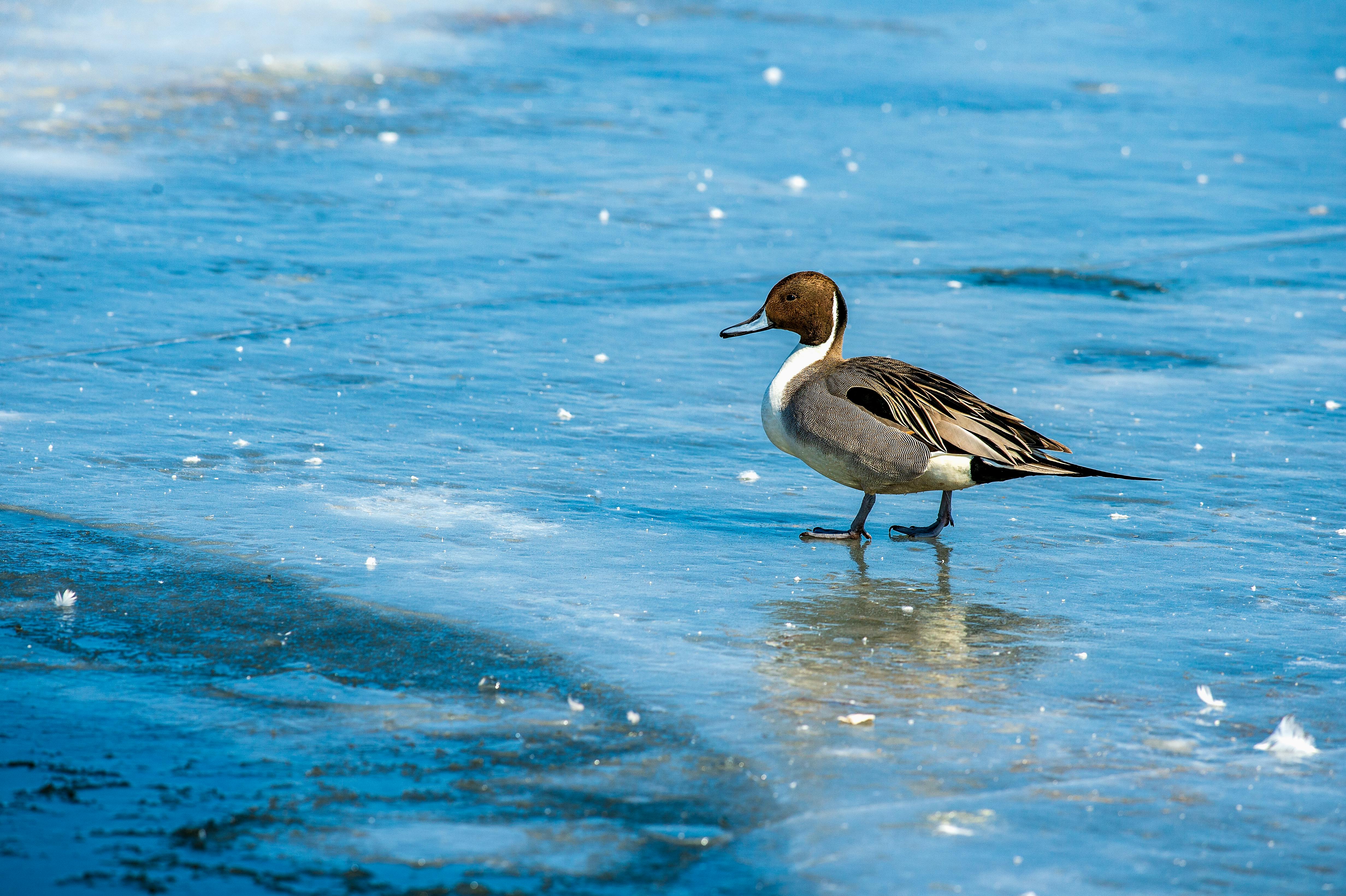 Northern Pintail Wallpapers - Wallpaper Cave