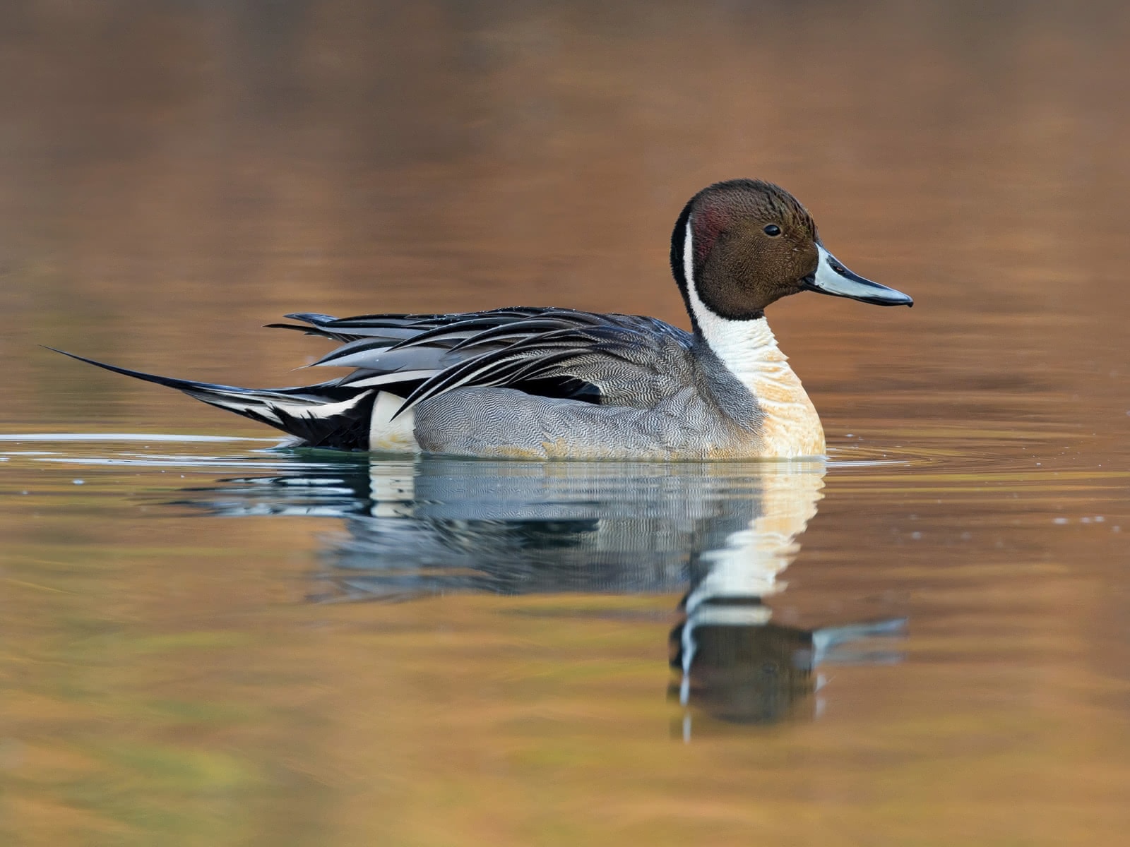 Northern Pintail Wallpapers - Wallpaper Cave