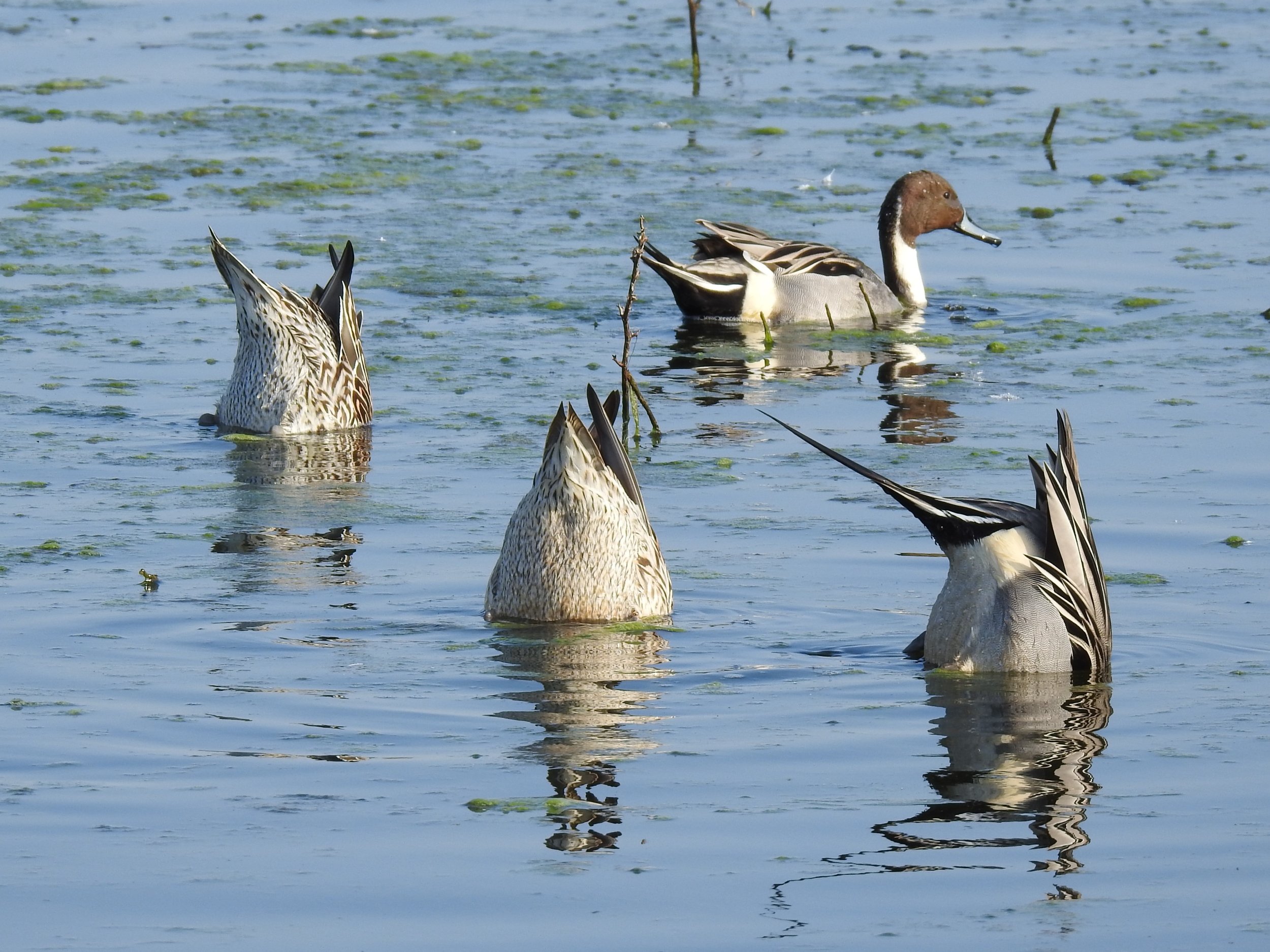 Northern Pintail Wallpapers - Wallpaper Cave