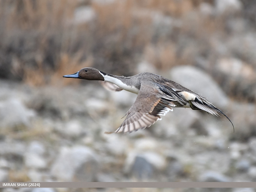 Northern Pintail Wallpapers - Wallpaper Cave