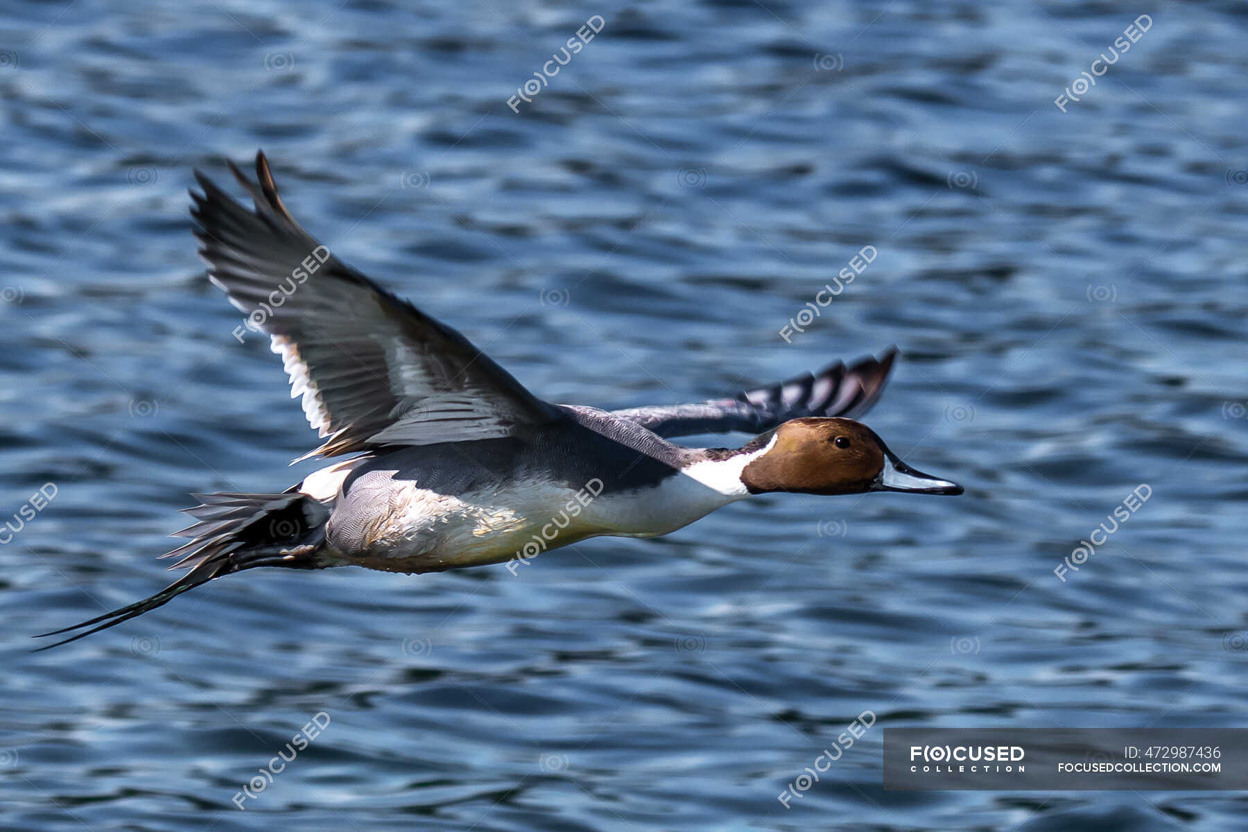 Northern Pintail Wallpapers - Wallpaper Cave