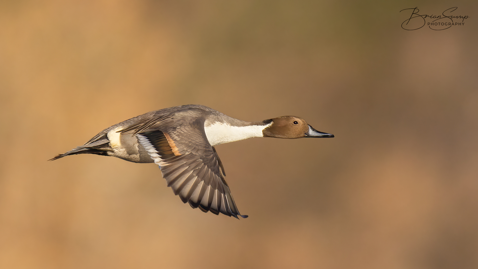 Northern Pintail Wallpapers - Wallpaper Cave