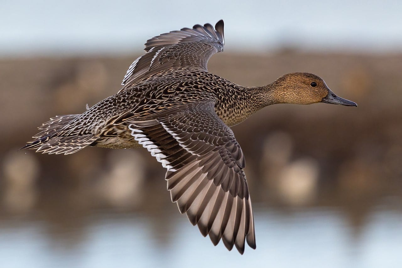 Northern Pintail Wallpapers - Wallpaper Cave