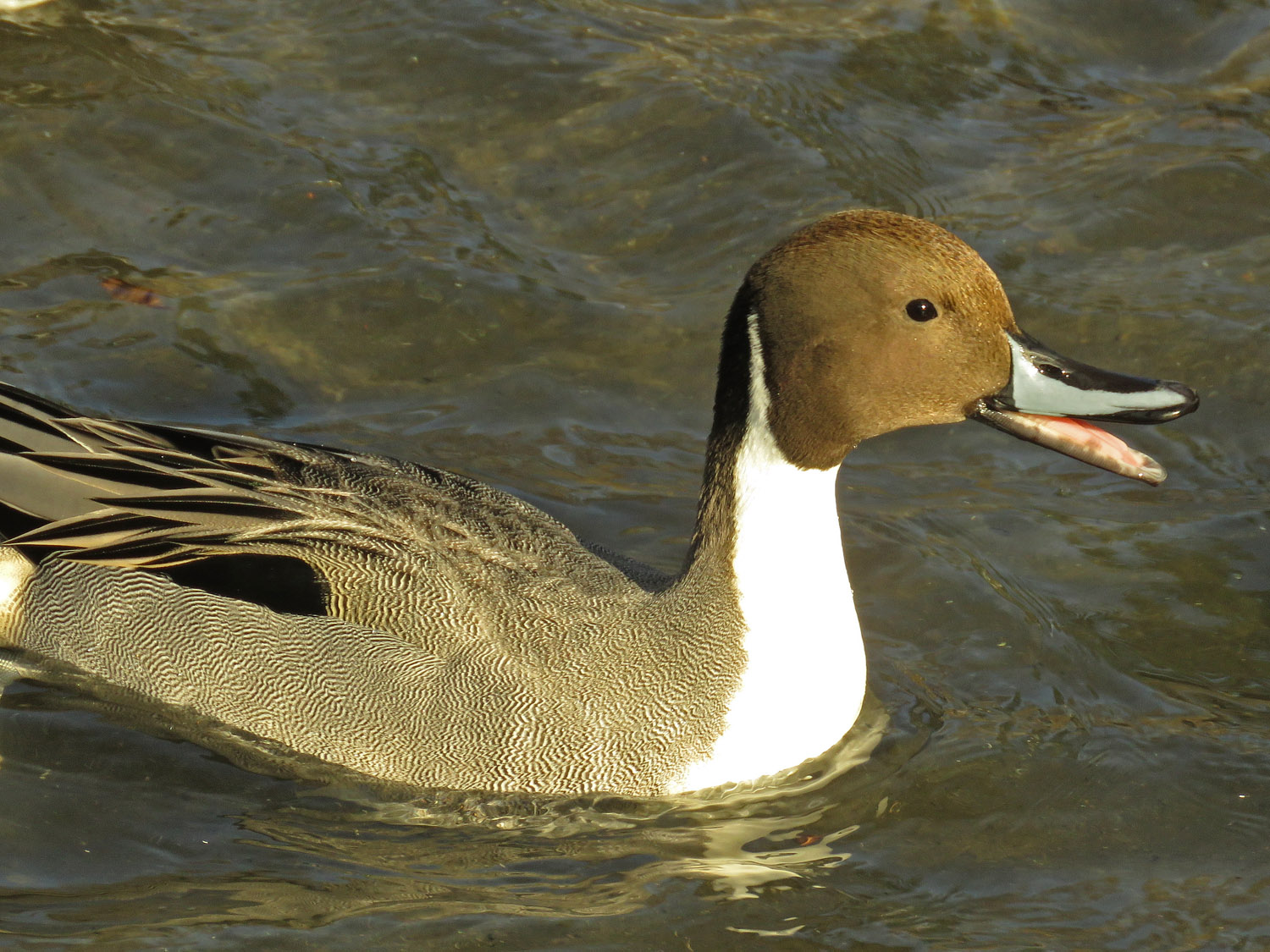 Northern Pintail Wallpapers - Wallpaper Cave