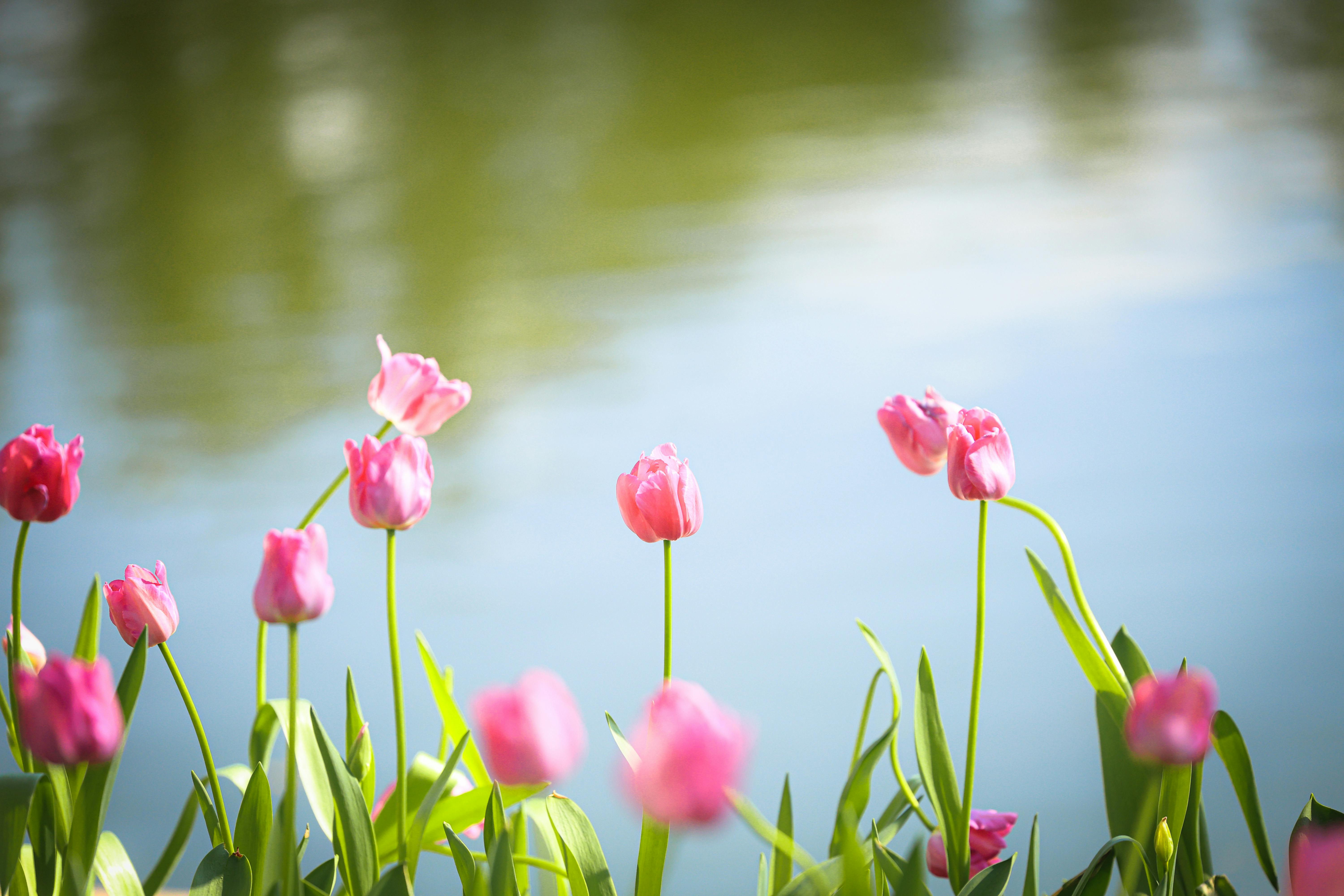 Pink Tulips Spring Wallpapers - Wallpaper Cave