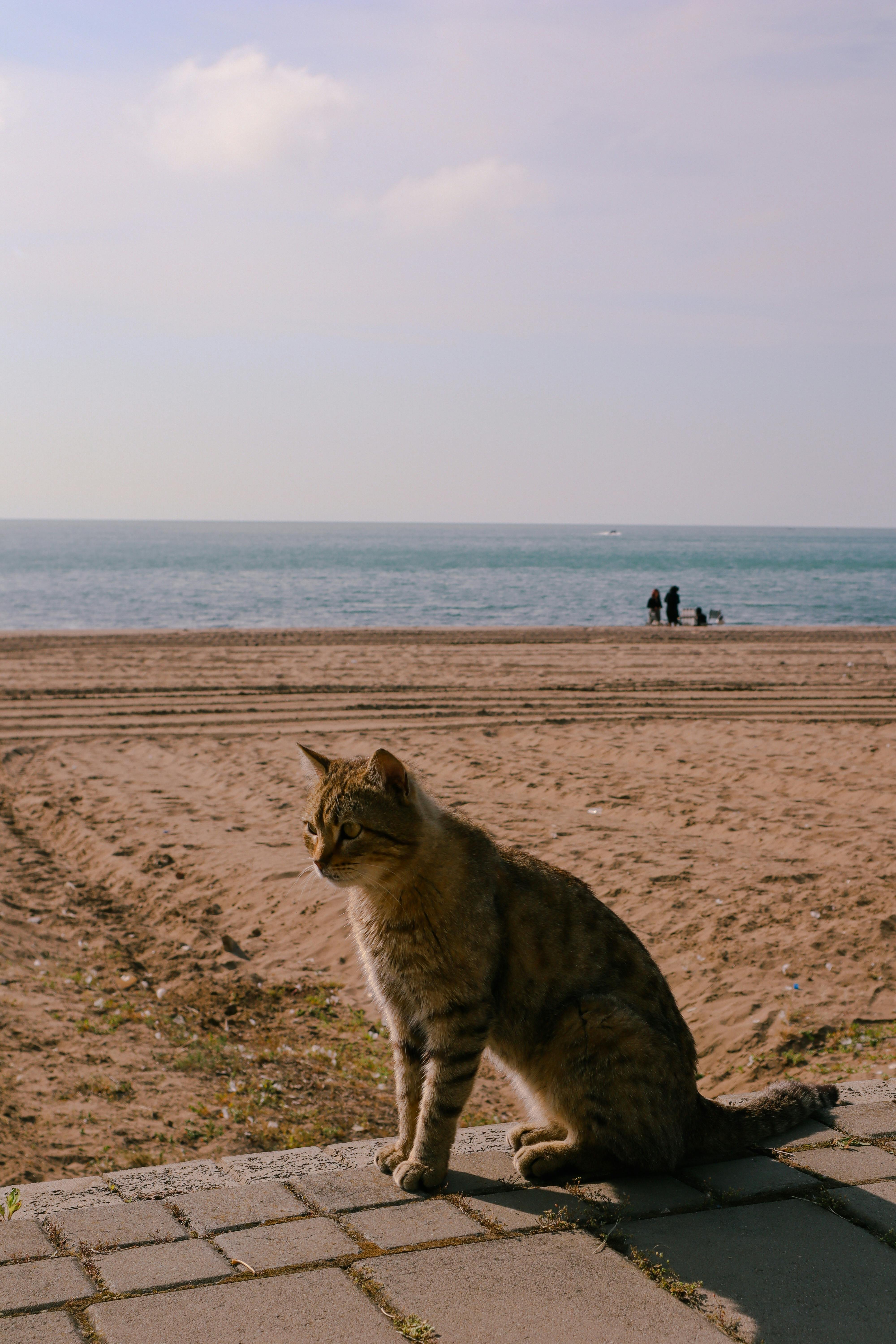 Beach Cat Wallpapers - Wallpaper Cave