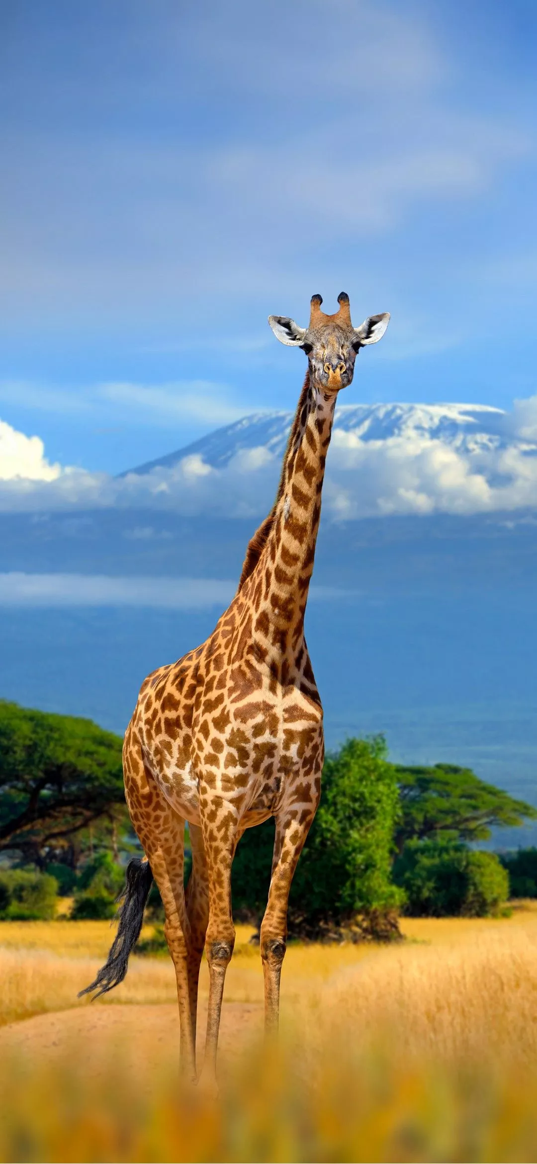 Vivo X200 FE Wallpapers - Wallpaper Cave