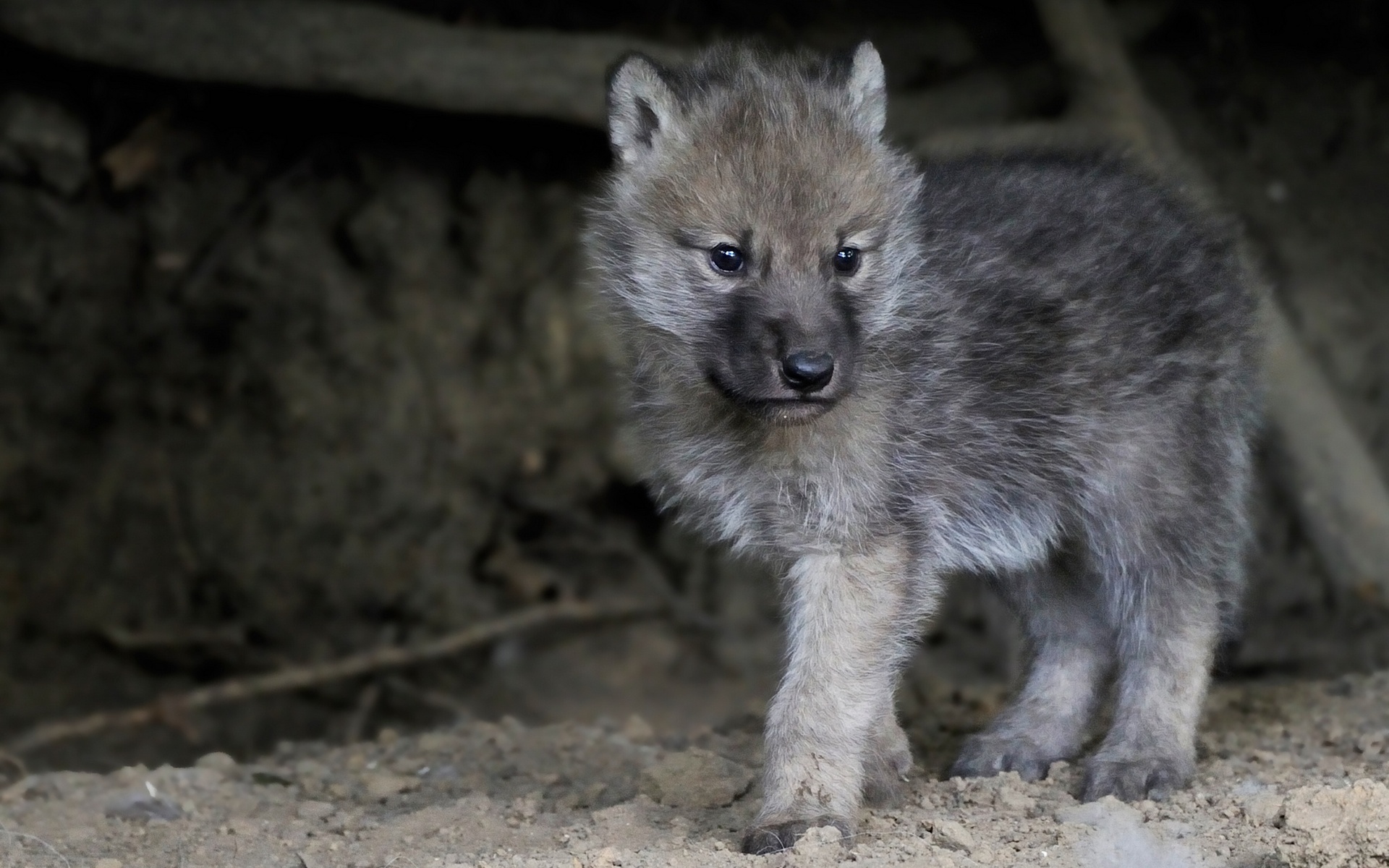 Wolf Pup Wallpapers - Wallpaper Cave