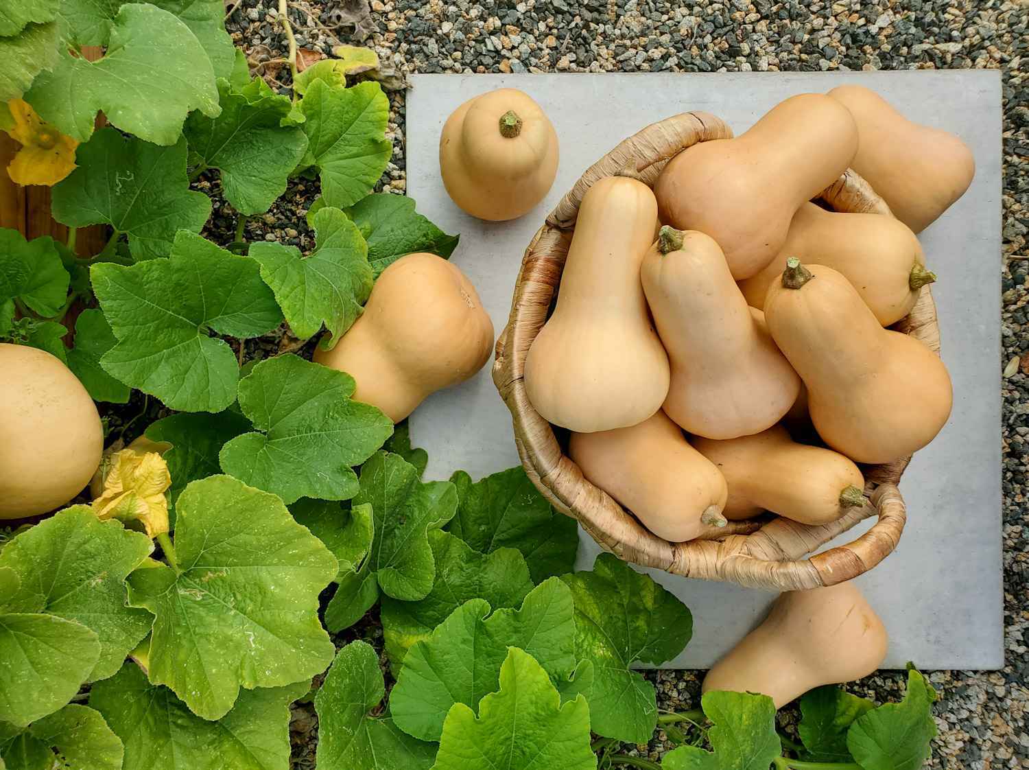 Squash Plant Wallpapers - Wallpaper Cave