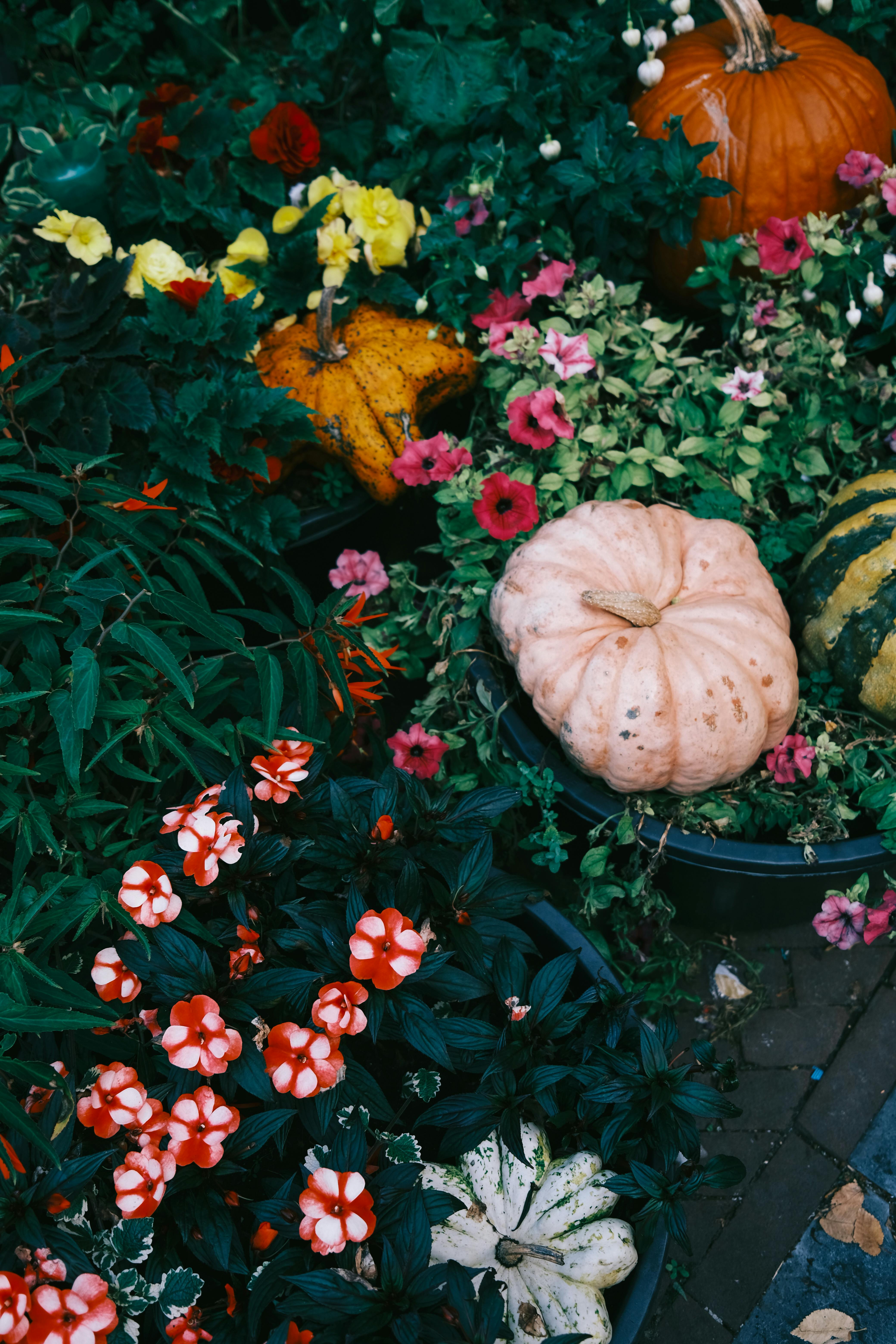 Squash Plant Wallpapers - Wallpaper Cave
