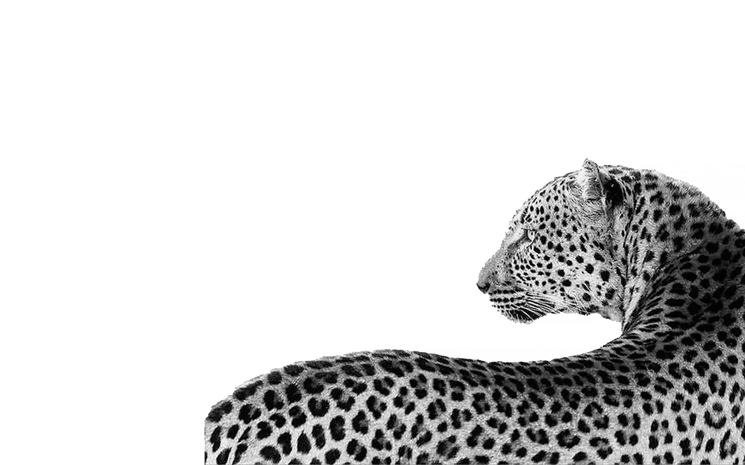 Cheetah Print Desktop Wallpapers - Wallpaper Cave