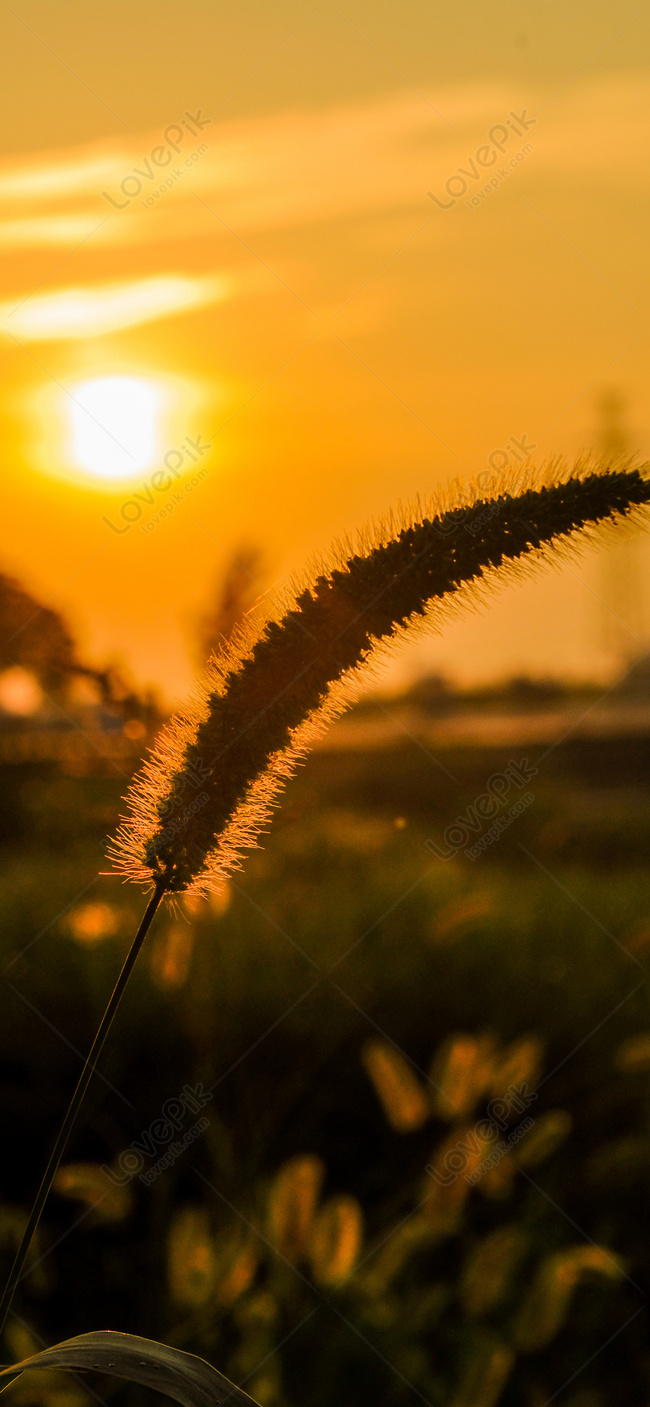 Mobile Sun Wallpapers - Wallpaper Cave