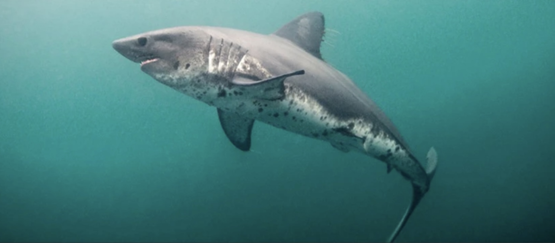 Salmon Sharks Wallpapers - Wallpaper Cave