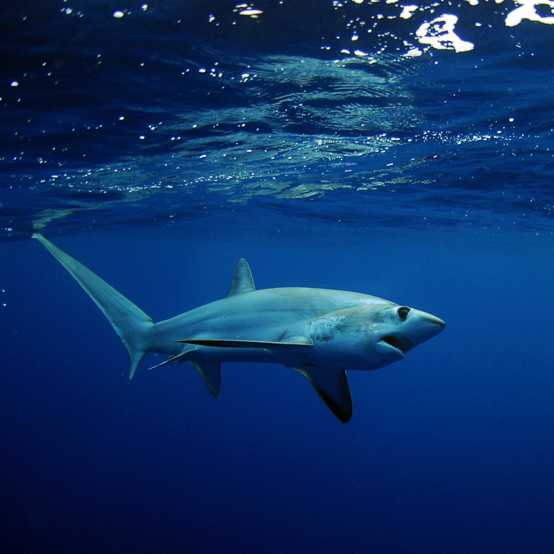 Salmon Sharks Wallpapers - Wallpaper Cave